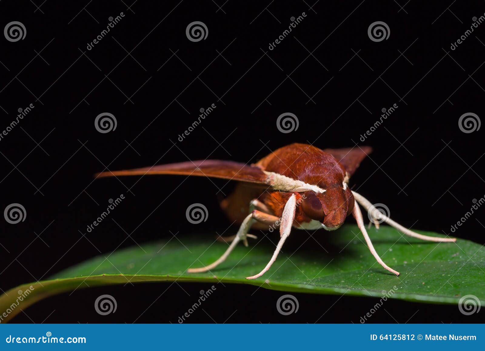 Hawk moth on green leaf stock photo. Image of antennae - 64125812