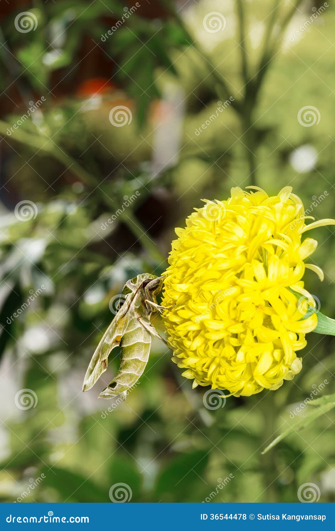 Hawk Moth on Marigold Flower Stock Photo - Image of creature, macro ...