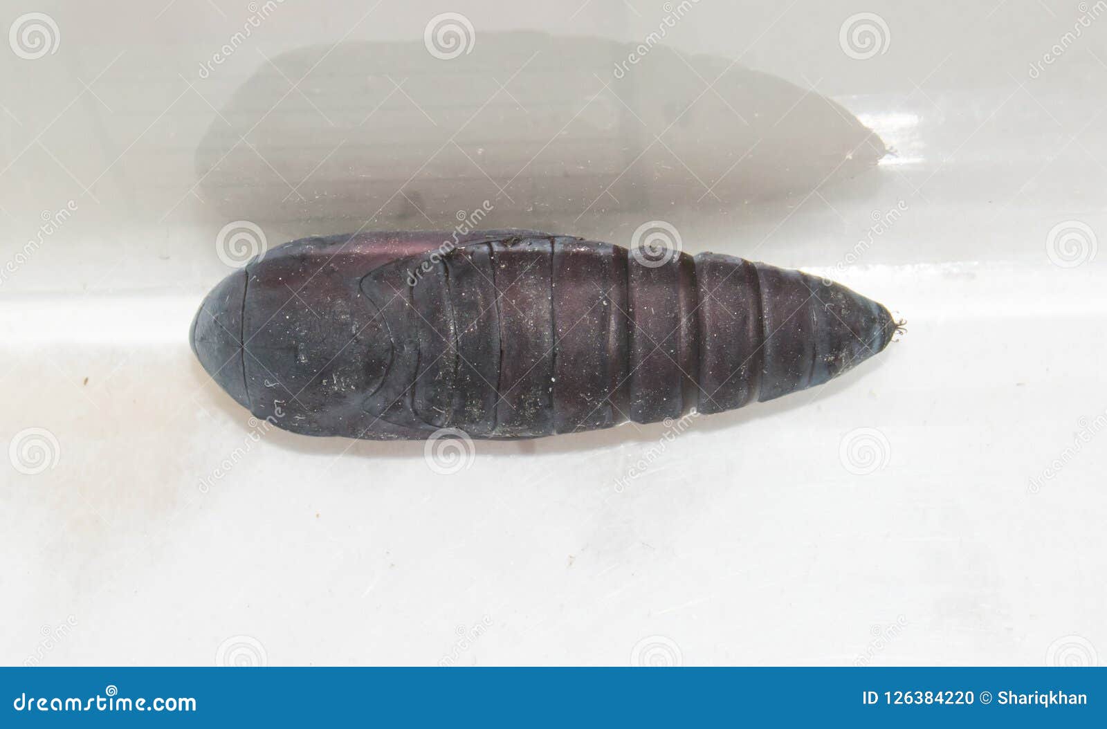 Hawk Moth Pupa stock photo. Image of pupa, color, huge - 126384220