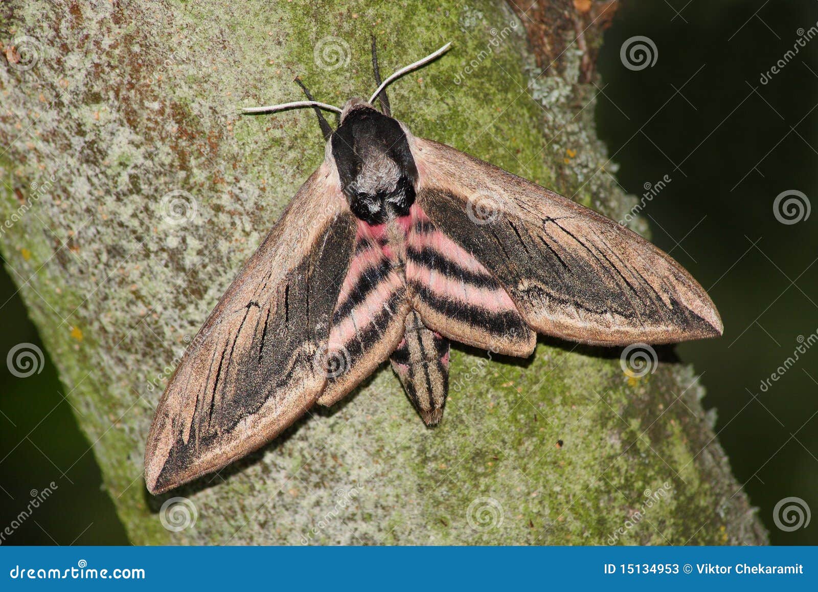 Hawk Moth (Sphinx Ligustri) Stock Image - Image of closeup, wildlife ...