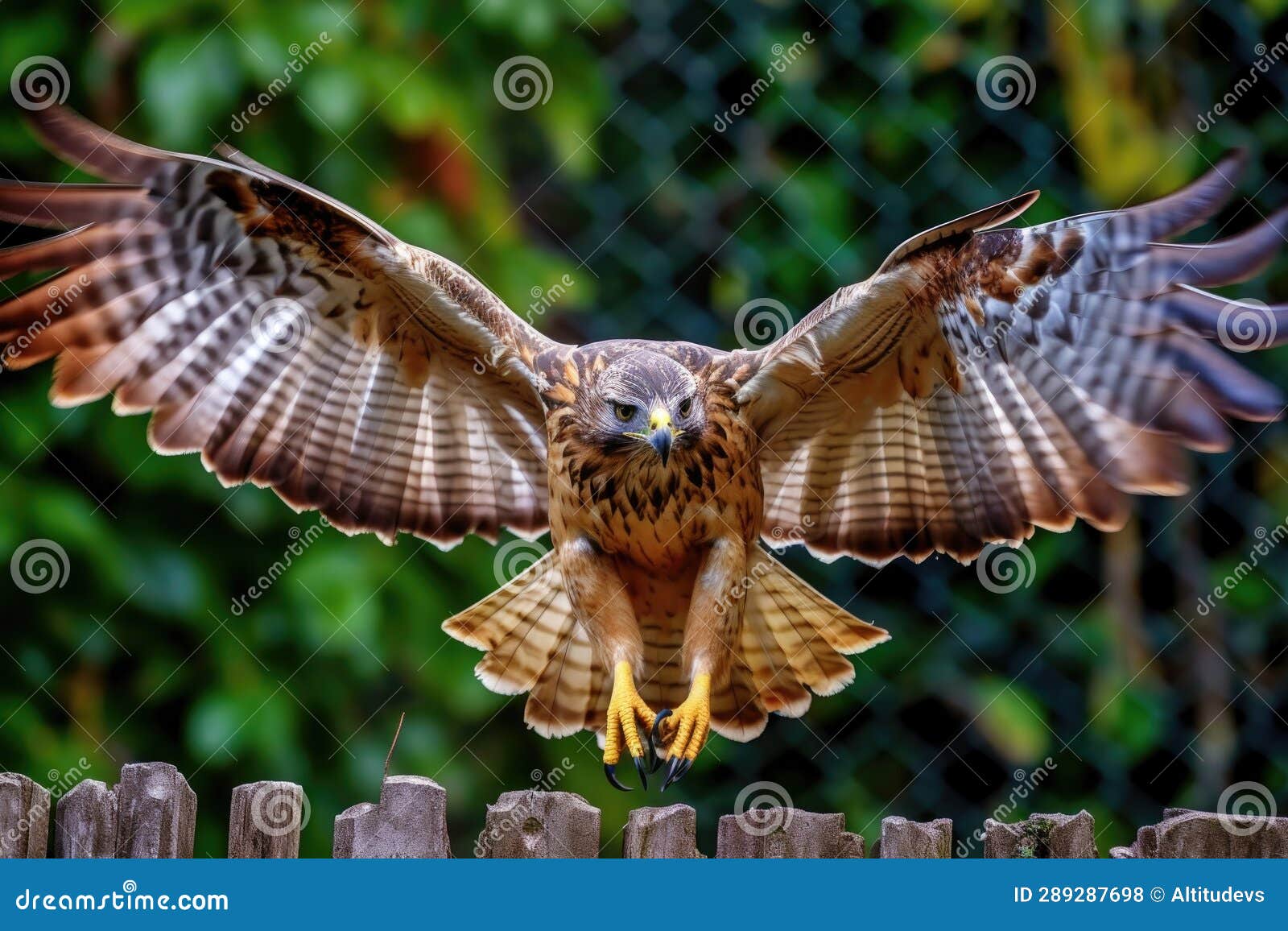 Dog Chasing A Squirrel Stock Image | CartoonDealer.com #13187281