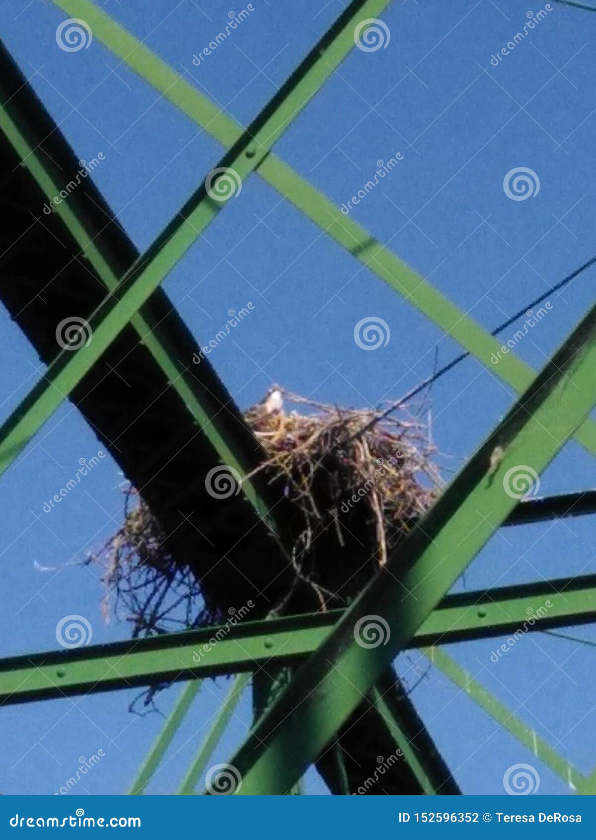 Hawk Nest stock photo. Image of young, nest, bird, bridge - 152596352