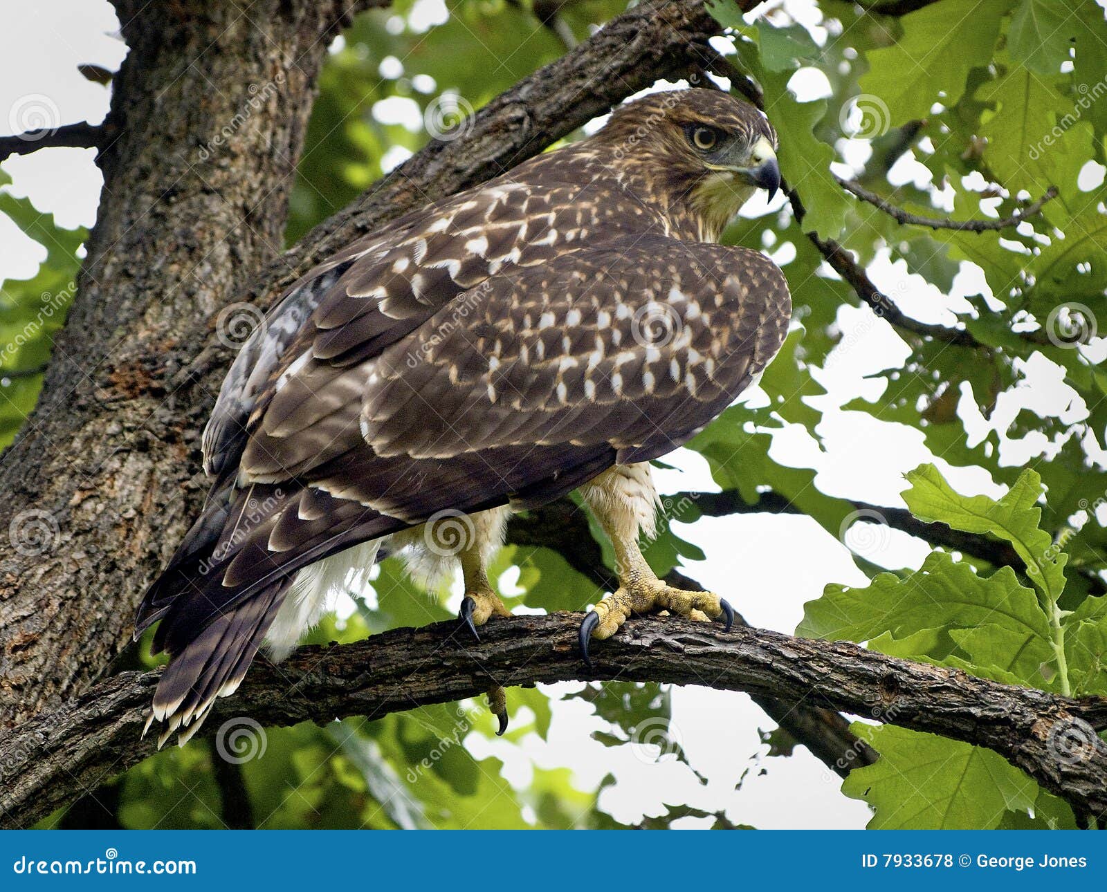 Hawk in oak tree stock photo. Image of beak, bird, predator - 7933678
