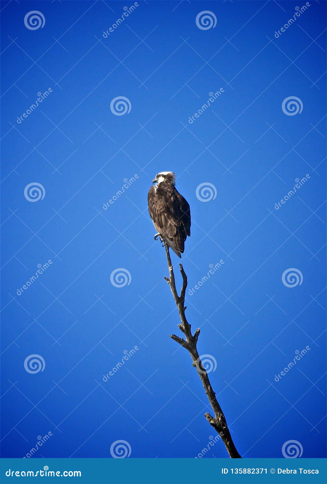 Hawk bird perch stock image. Image of branch, perch - 135882371