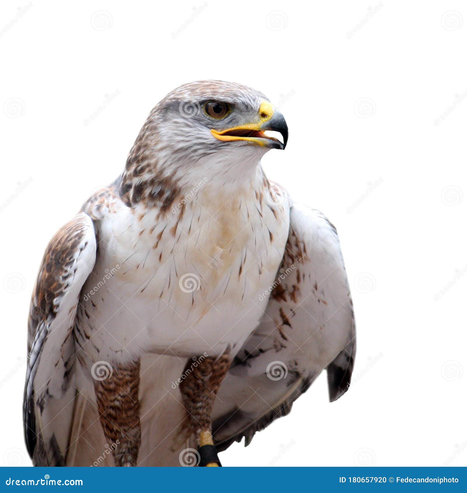 Hawk Open Beak