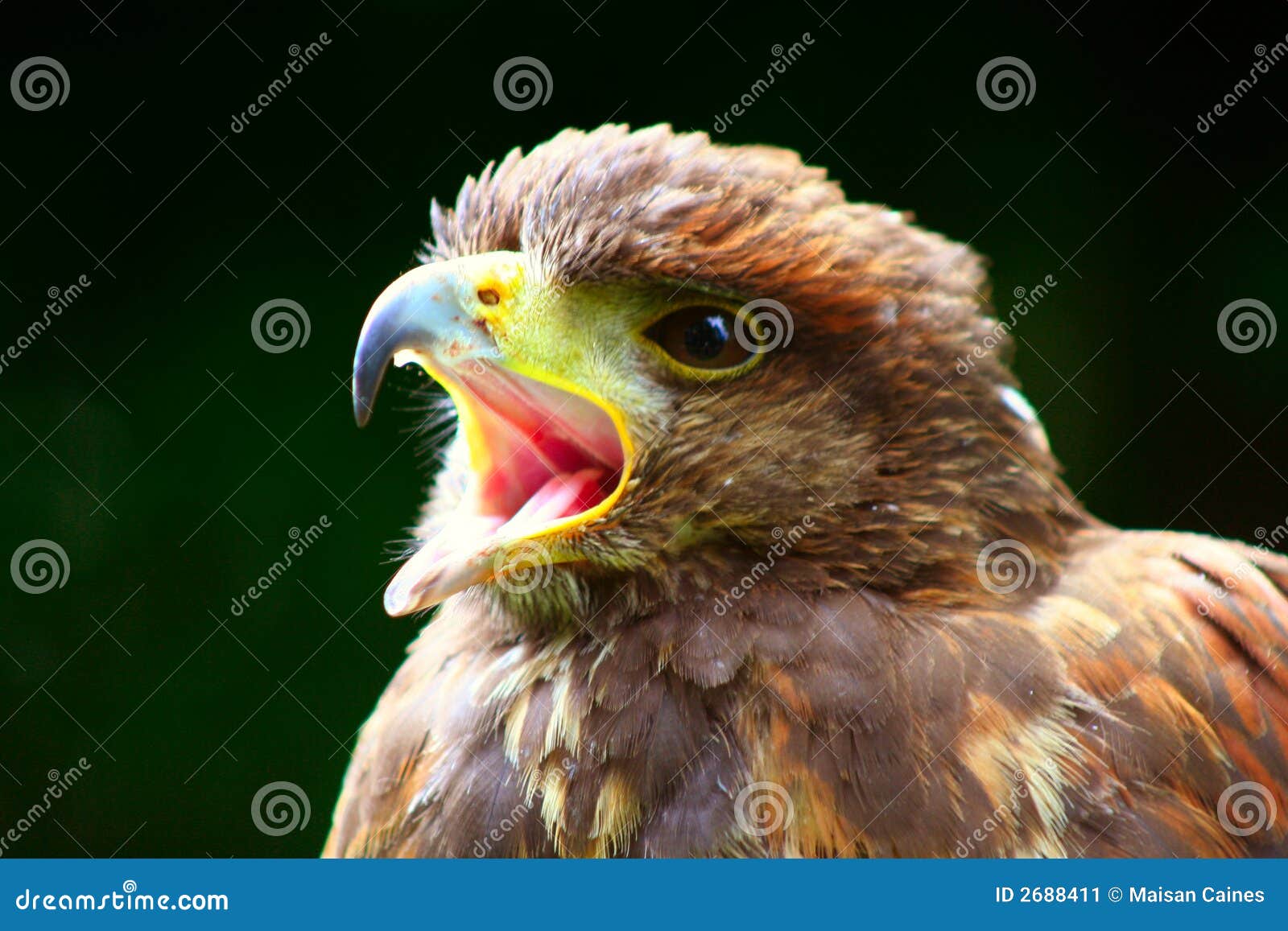 Hawk Open Beak