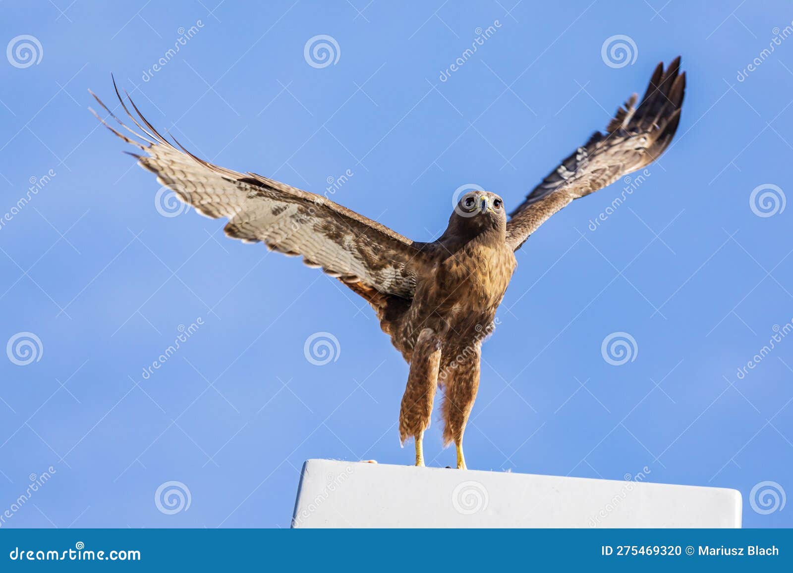 Hawk with open wings stock photo. Image of wings, falcon - 275469320
