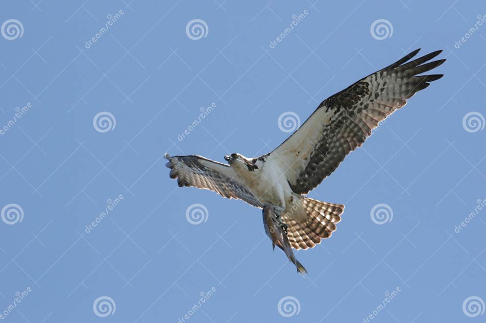 Hawk - Osprey with a Fish stock photo. Image of wing, birds - 4793576