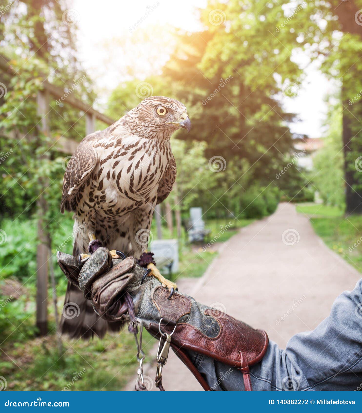 Hawk Outdoors. Hawk Bird on Human Hand Stock Photo - Image of train ...