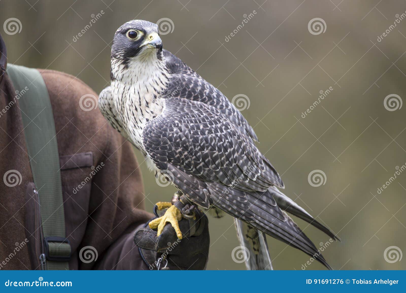 An hawk outside a falconry stock photo. Image of pretty - 91691276