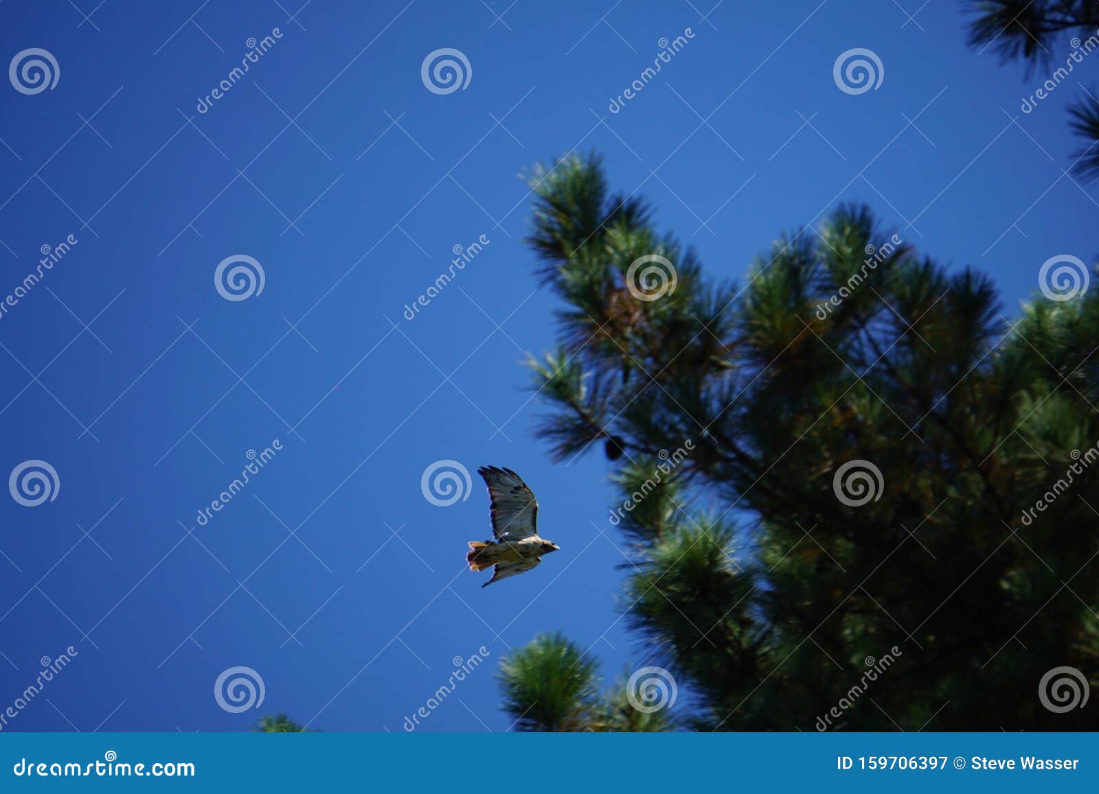 Hawk Overhead stock image. Image of overhead, hawk, tree - 159706397