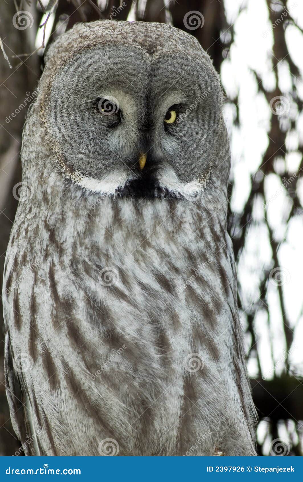 Hawk owl stock photo. Image of ulula, bird, detail, prey - 2397926