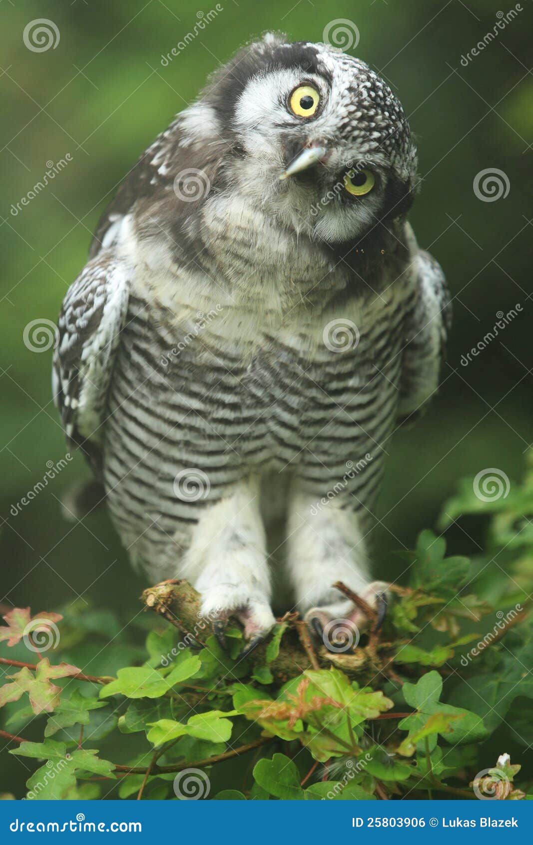 Hawk owl stock photo. Image of bird, bush, nature, northern - 25803906