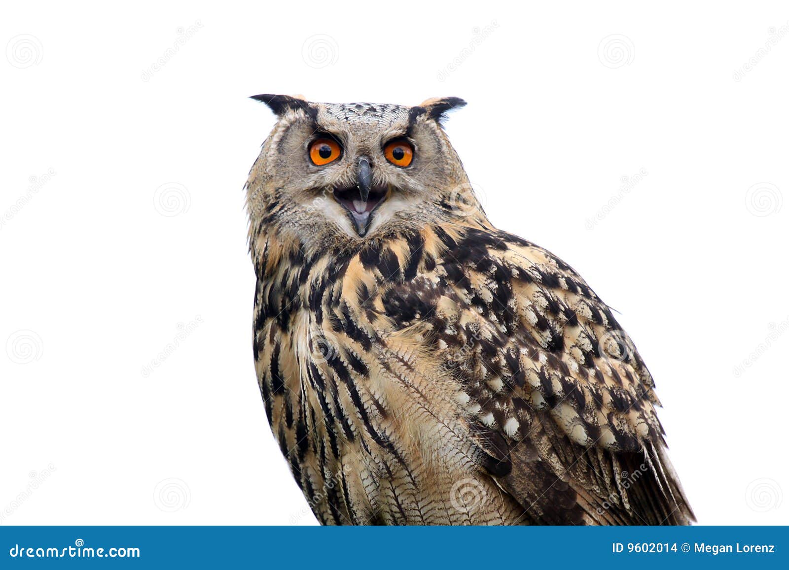 Hawk Owl stock photo. Image of avian, alert, wildlife - 9602014