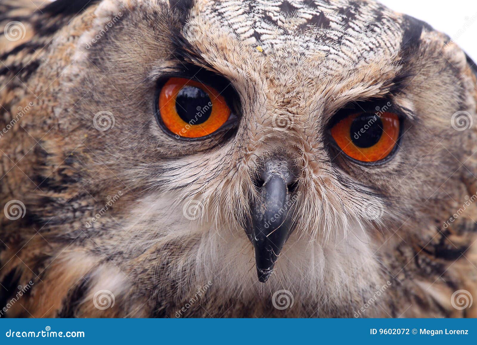Hawk Owl stock photo. Image of predator, watching, eyed - 9602072