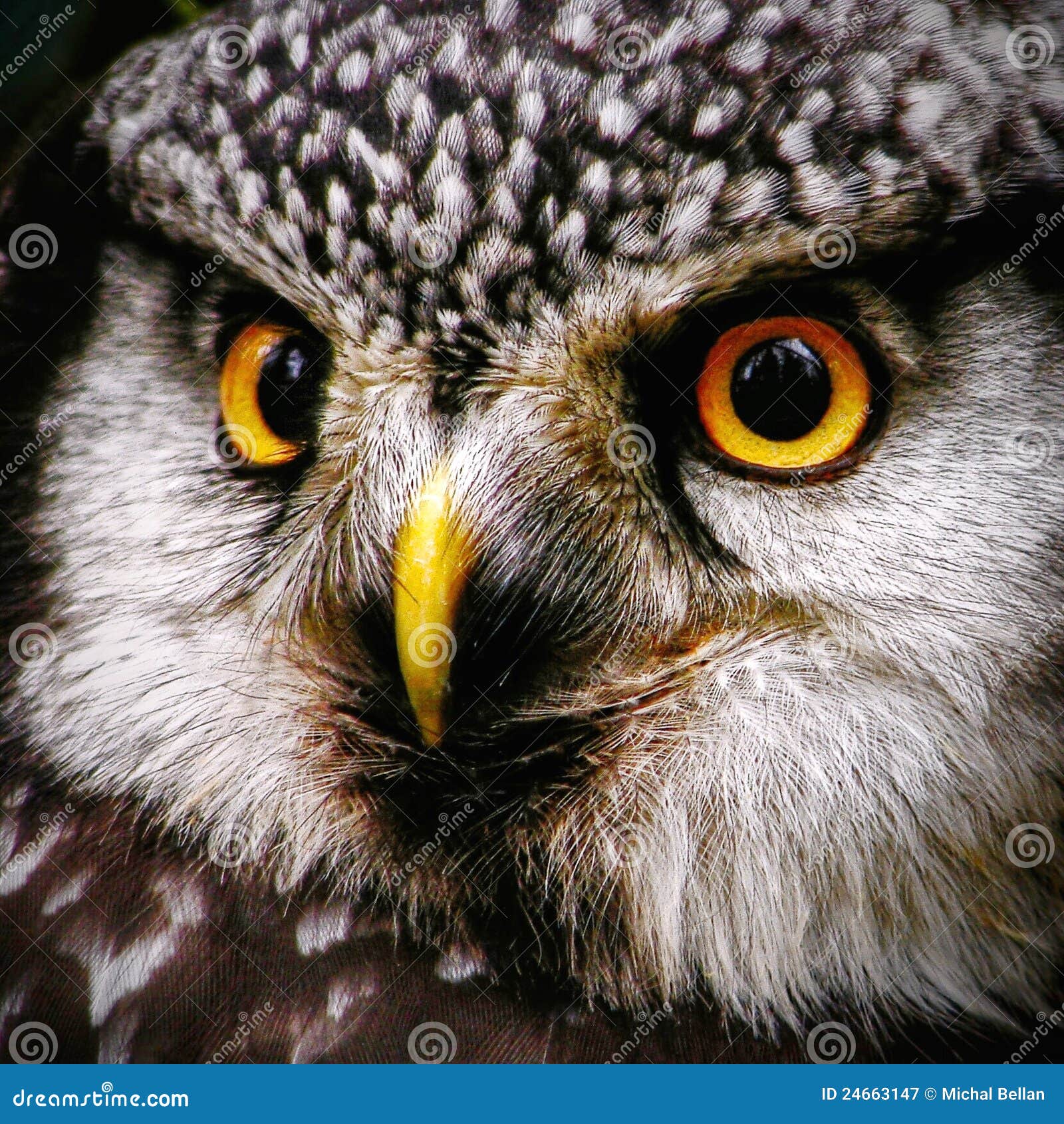 Hawk-owl portrait stock image. Image of predator, hunter - 24663147