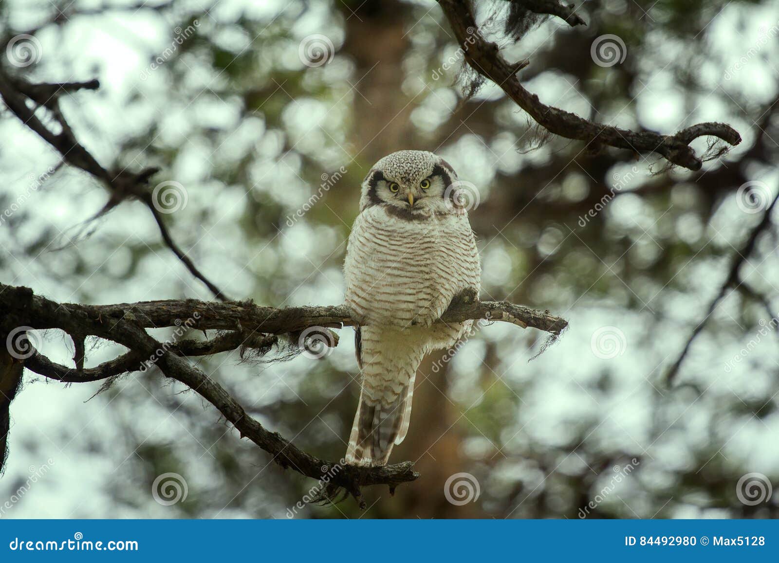 Hawk owl in taiga stock photo. Image of funny, lichens - 84492980
