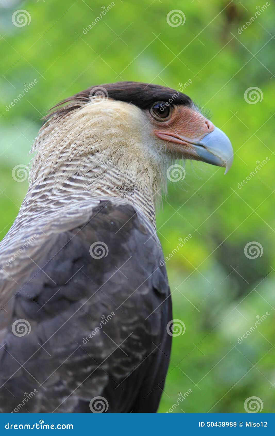 Hawk stock photo. Image of becco, parco, cornelle, falco - 50458988