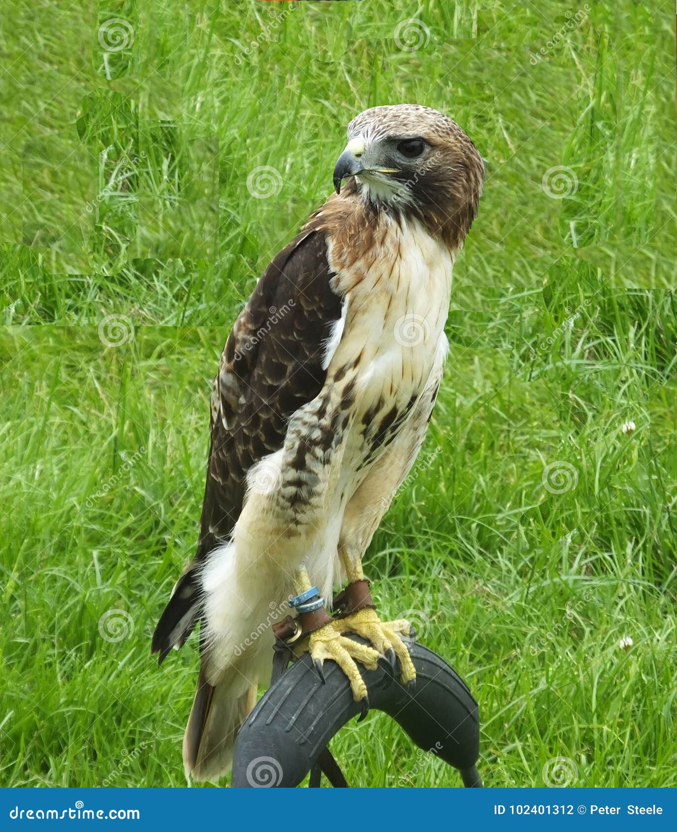 Hawk at Game Fair Northern Ireland Stock Photo - Image of concern ...