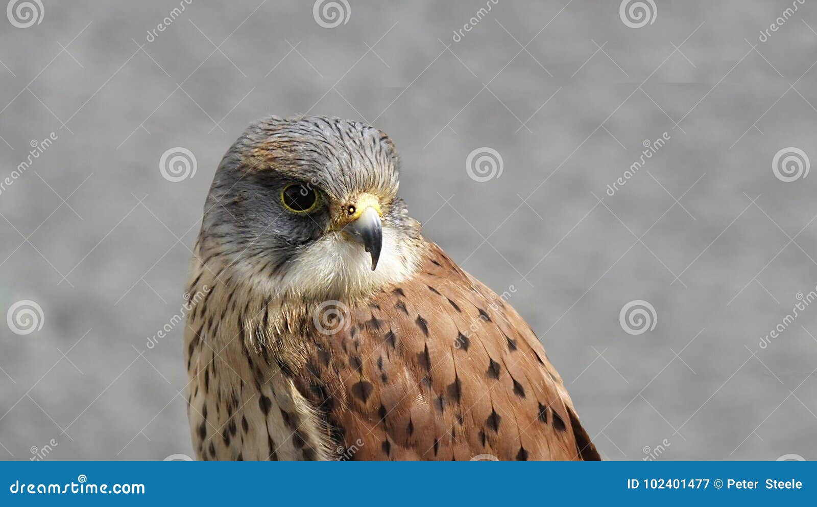 Hawk at Game Fair Northern Ireland Stock Image - Image of honey, golden ...