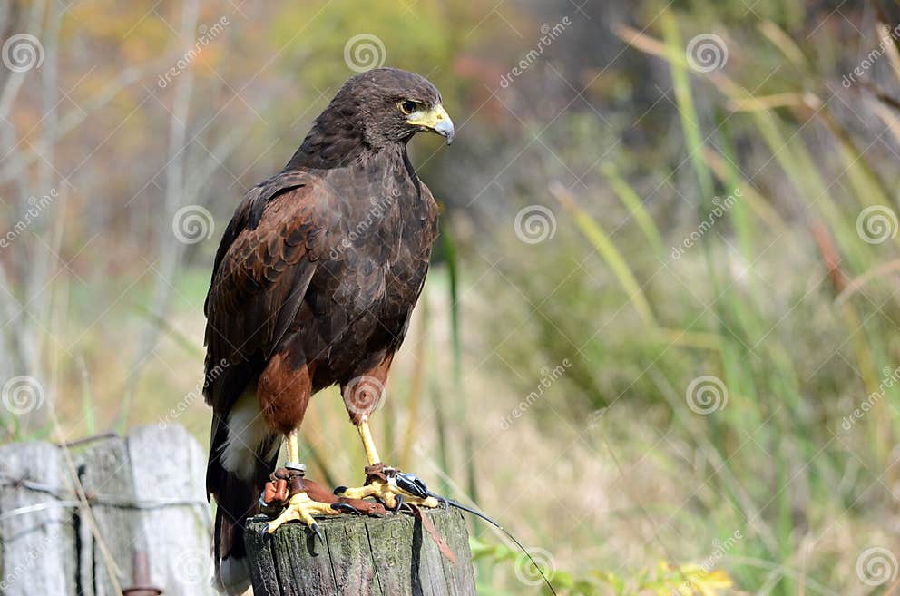 Hawk Perch stock image. Image of harriss, field, prey - 35331677