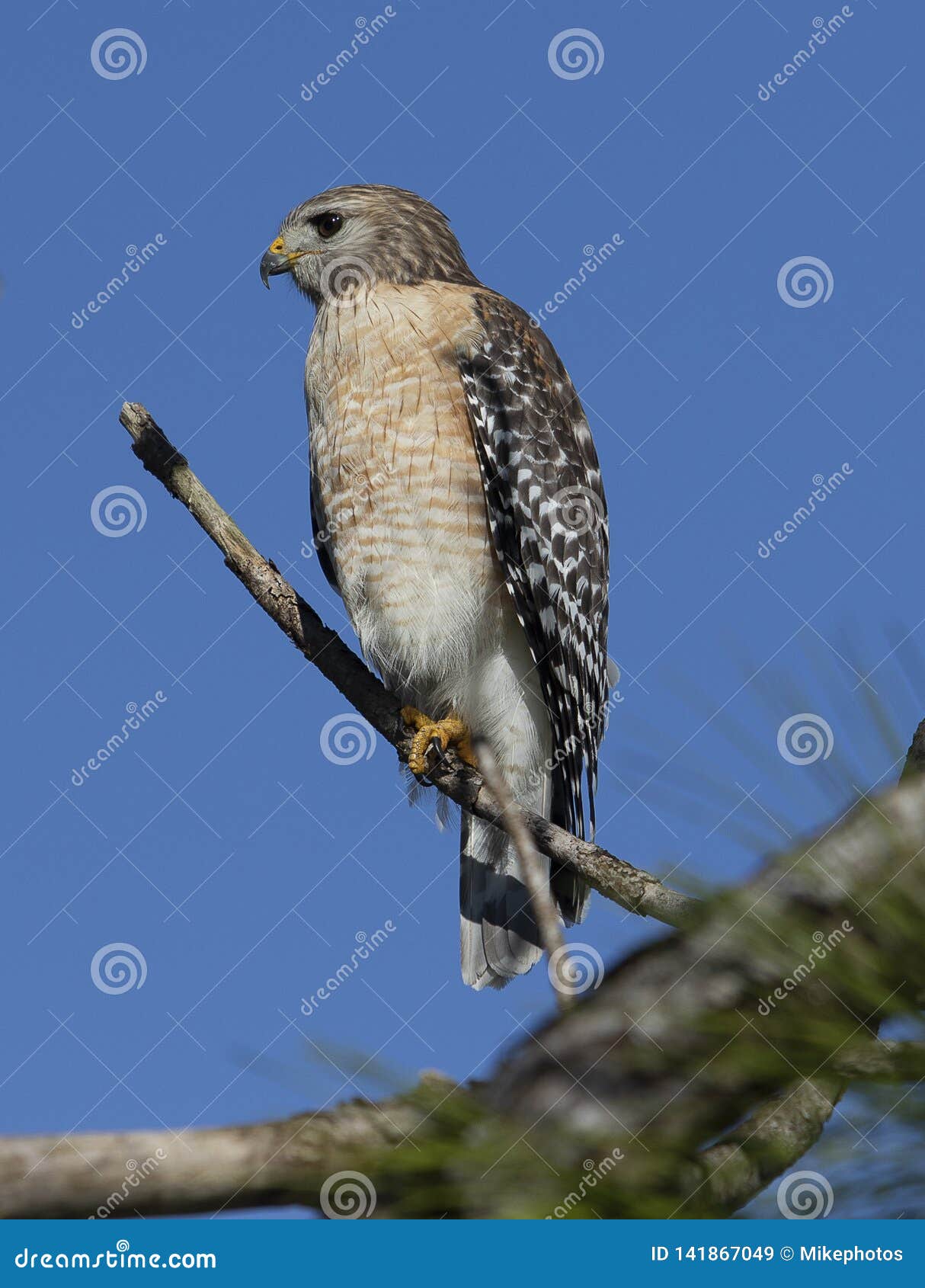 Hawk on perch stock image. Image of strong, species - 141867049