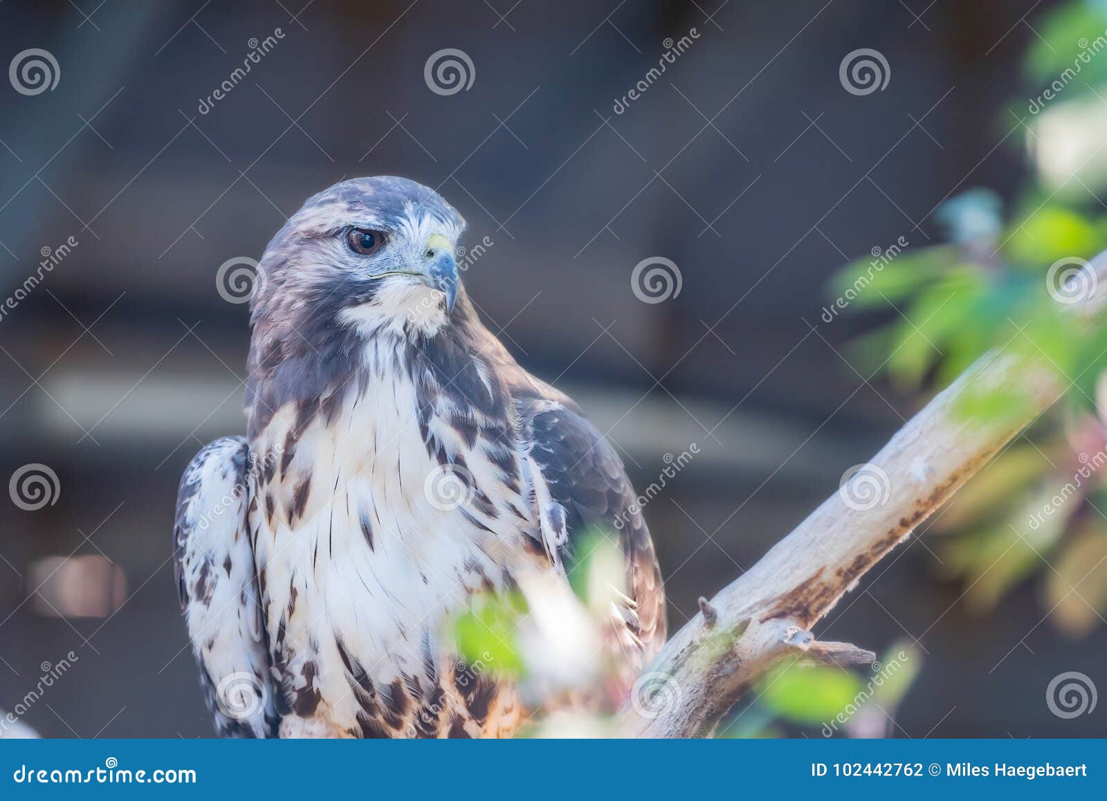 Hawk perched on a branch stock photo. Image of outdoors - 102442762