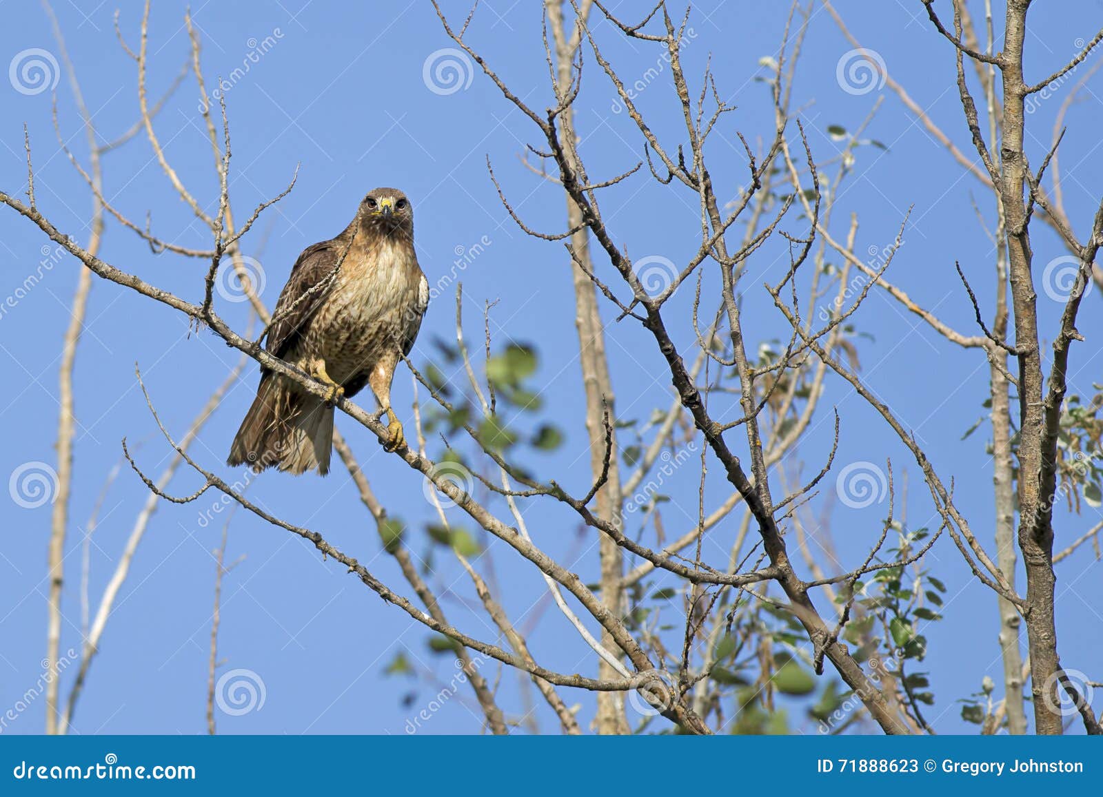 Hawk perched on branch. stock image. Image of feather - 71888623