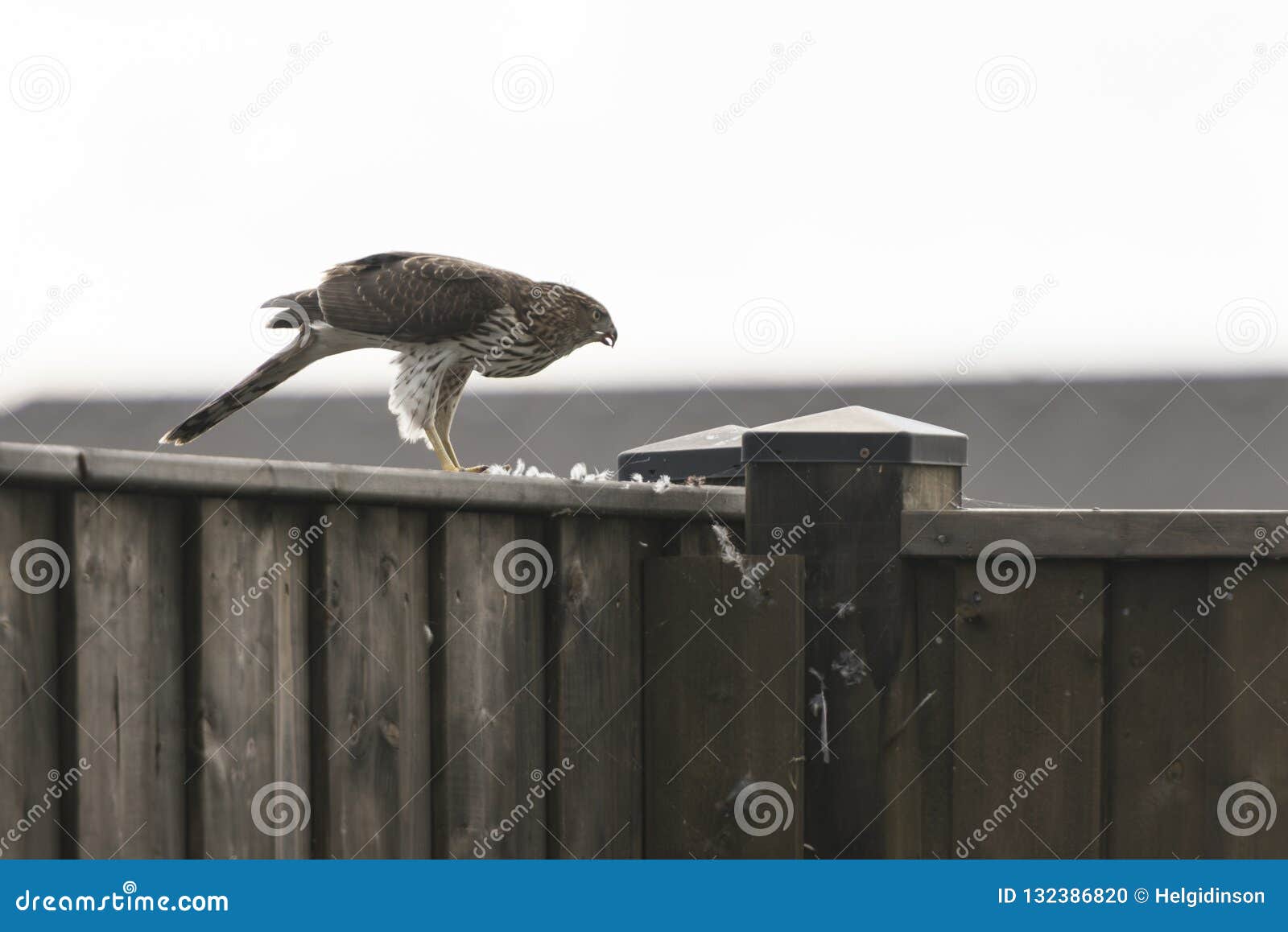 Hawk stock photo. Image of wildlife, bird, hawk, wing - 132386820