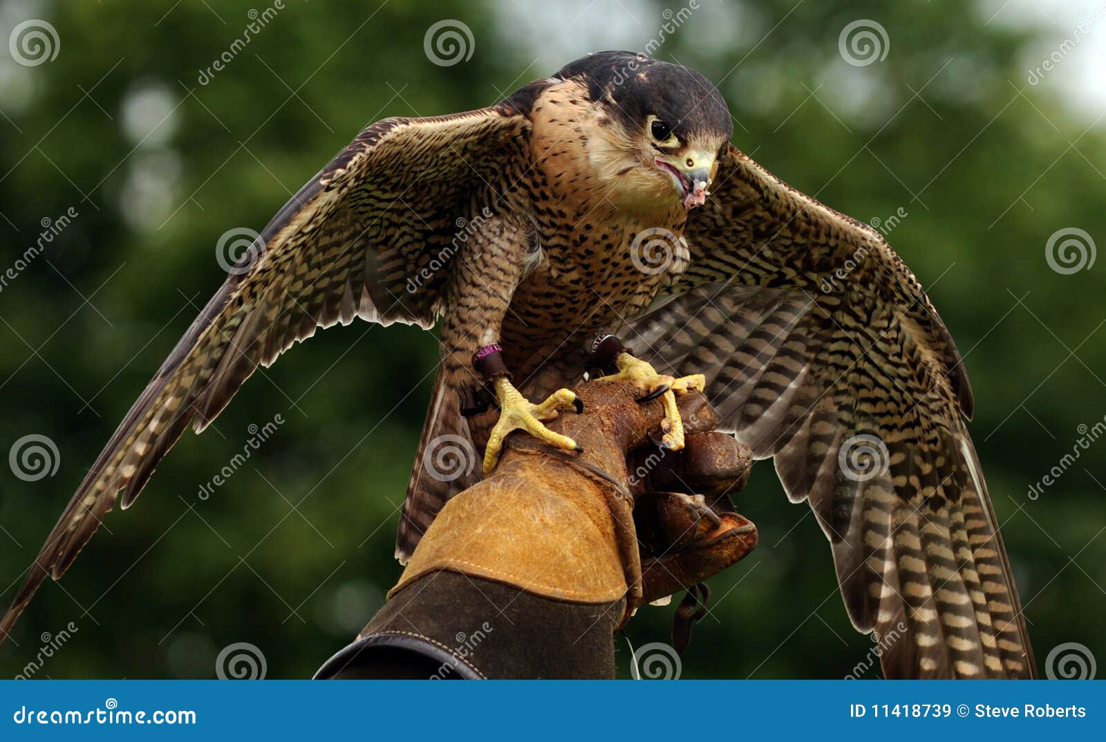 Hawk perched on hand stock image. Image of wing, natural - 11418739