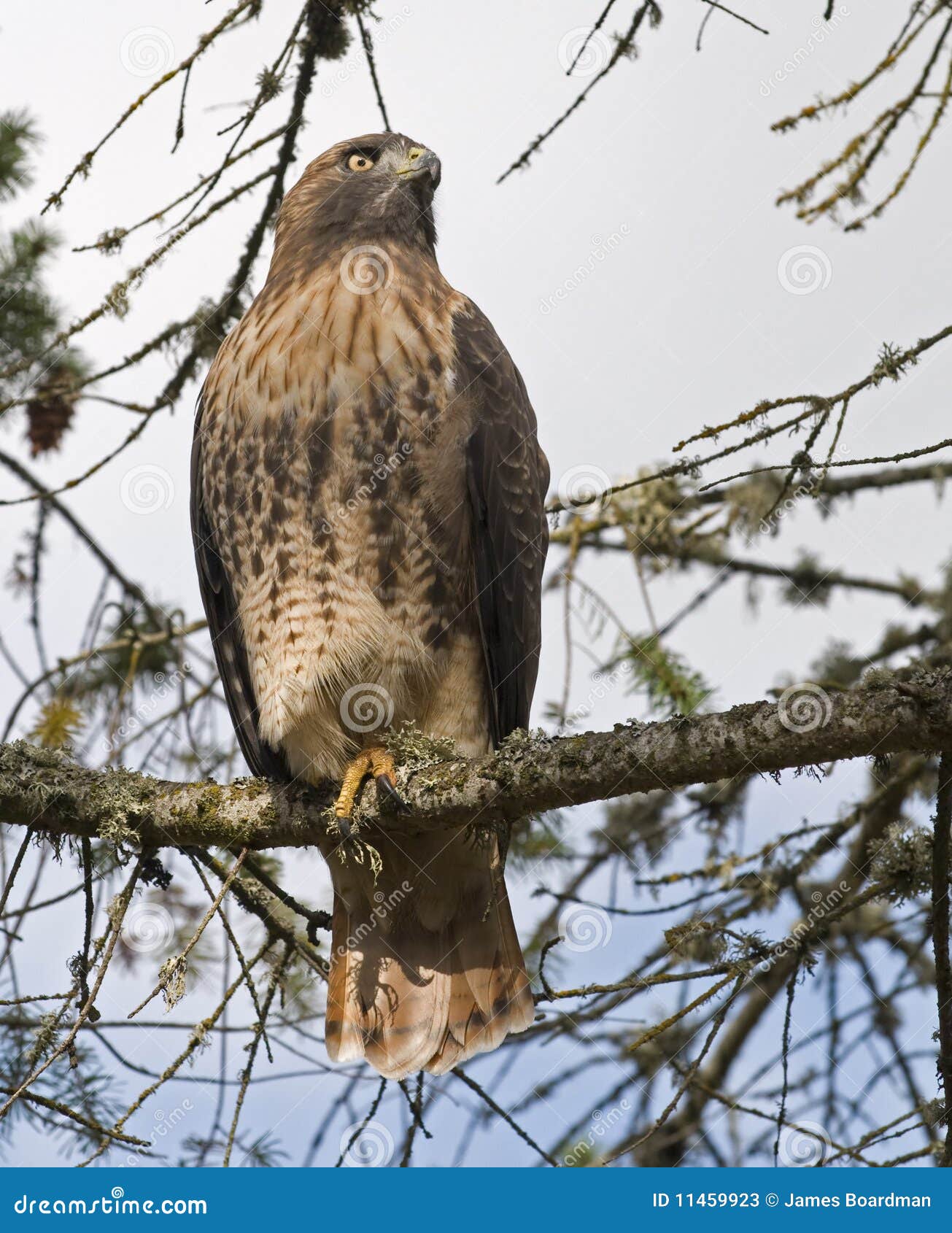 Hawk Perched hi in a tree. stock image. Image of hawk - 11459923