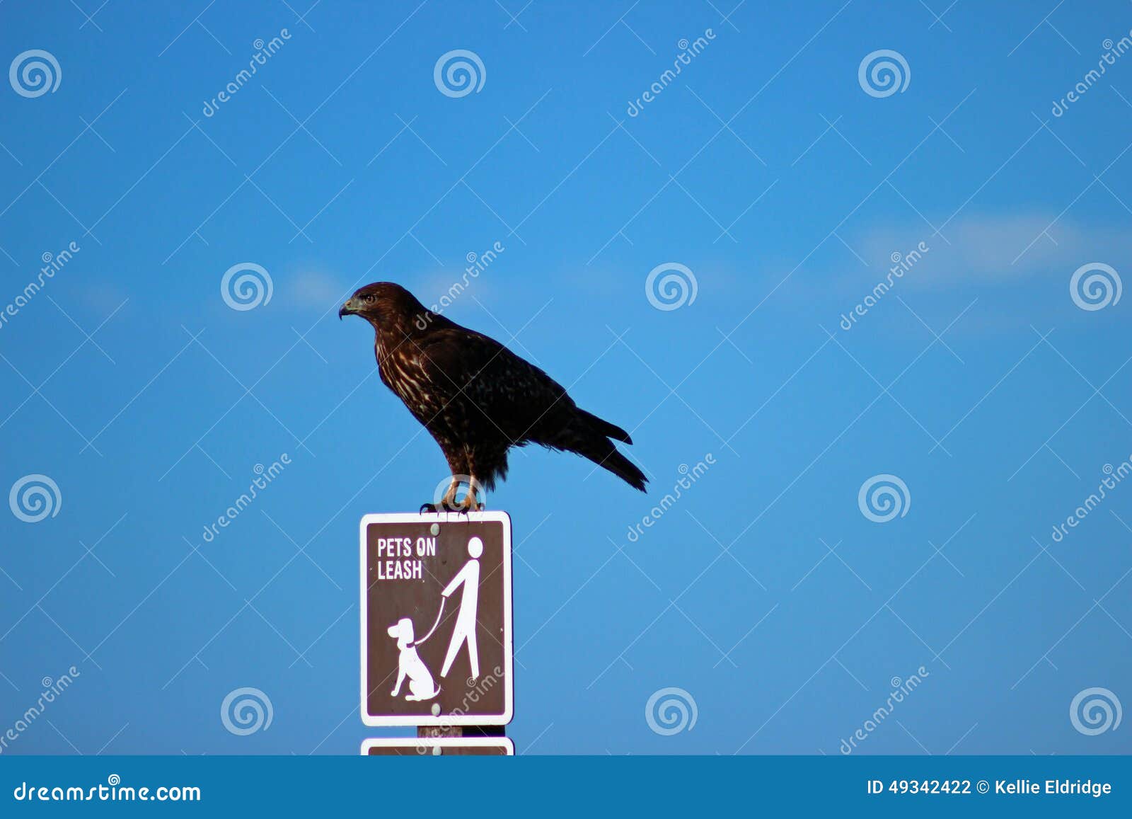 Hawk stock photo. Image of claw, bird, outdoor, alert - 49342422