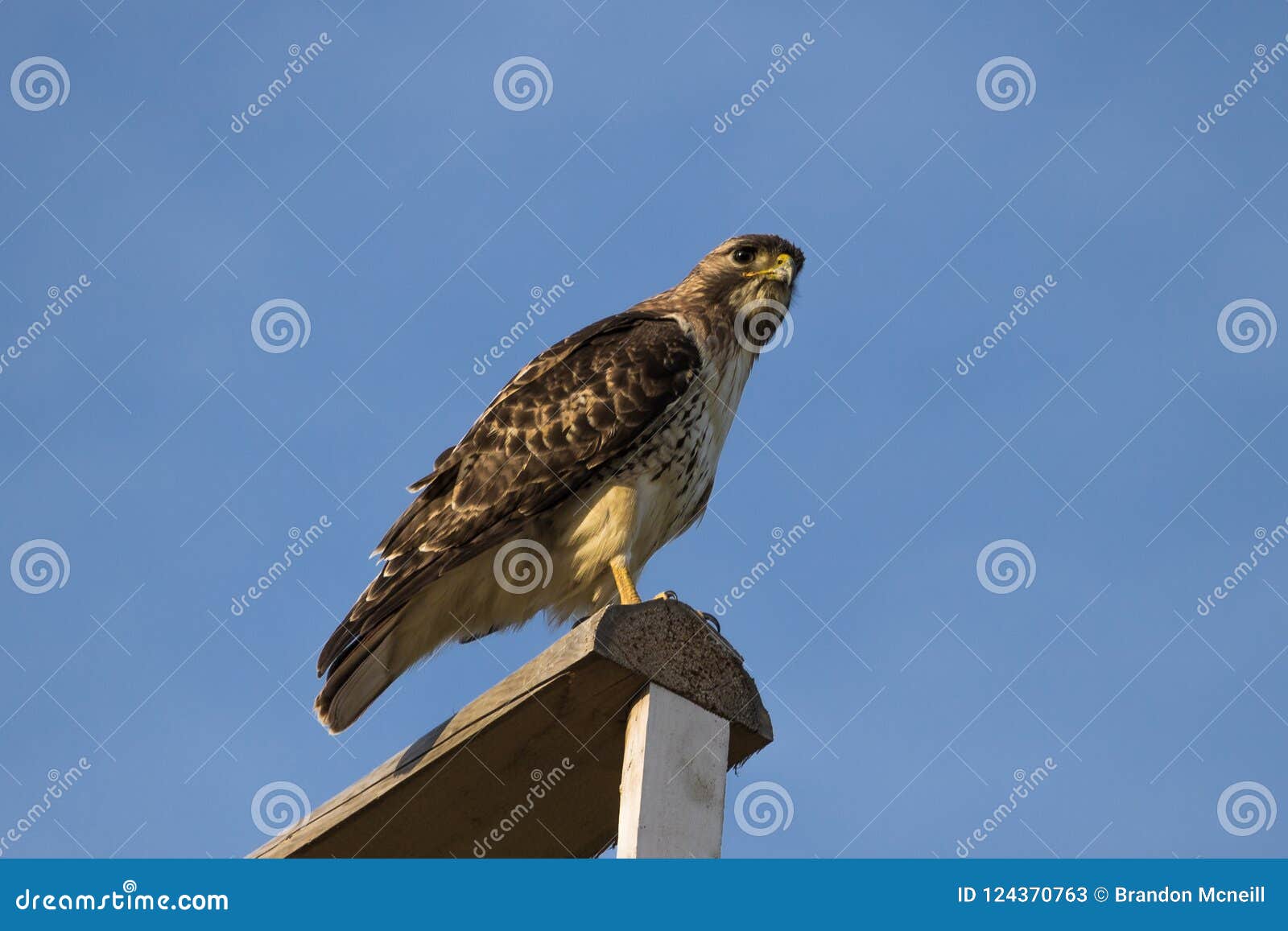Hawk perched on post stock image. Image of broad, brown - 124370763