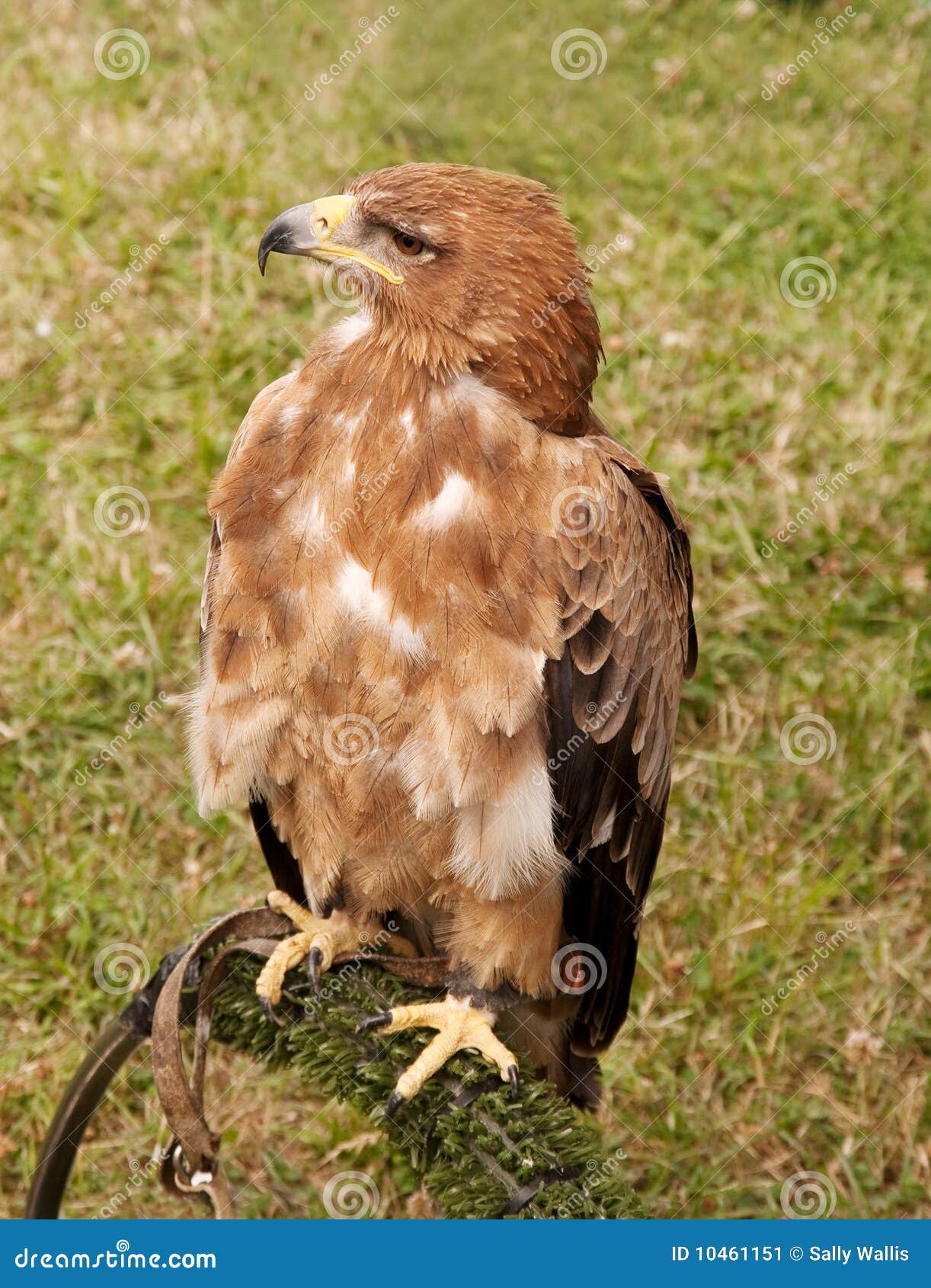 Hawk perched on stand stock image. Image of tethered - 10461151