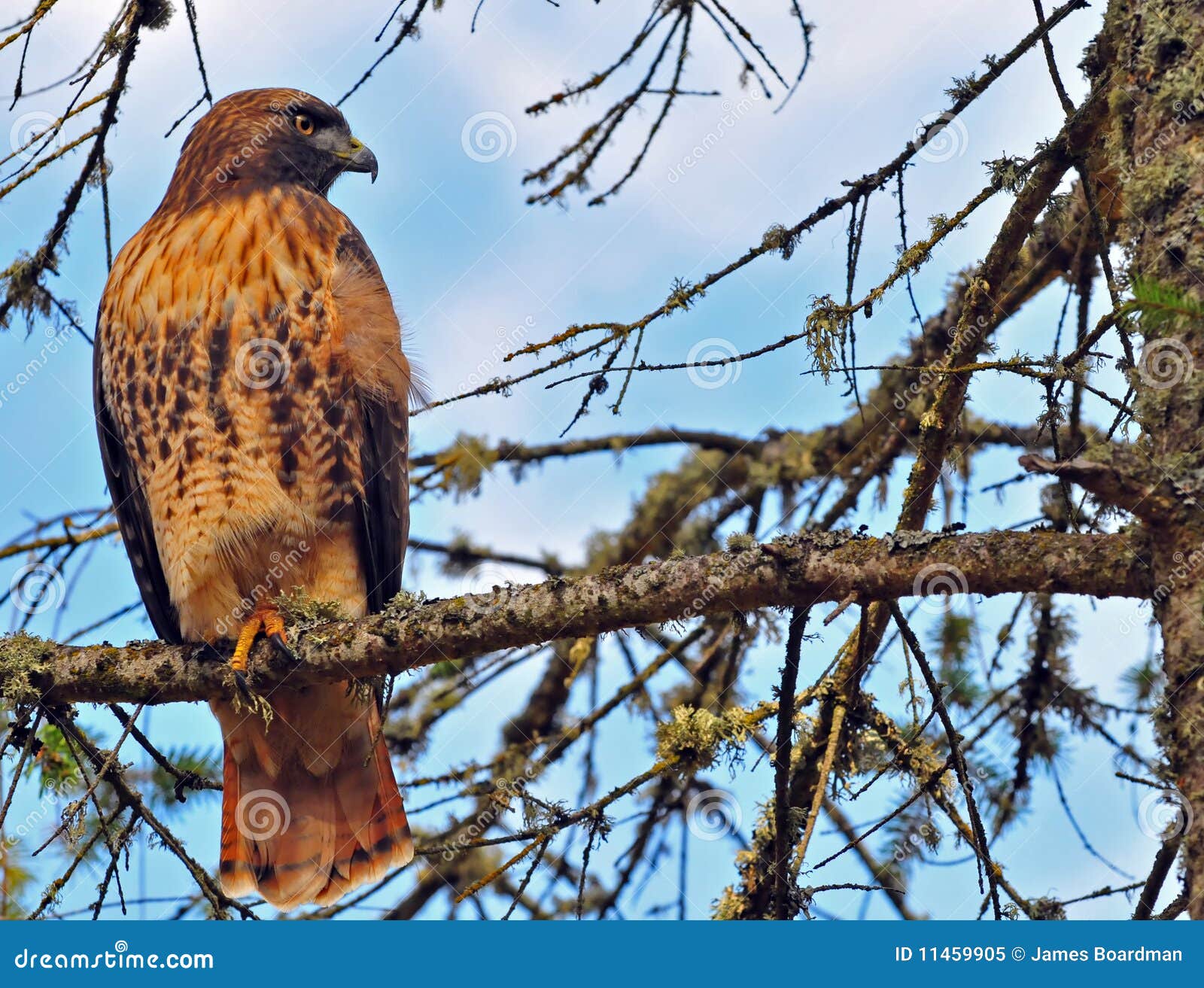Hawk Perched in a tree. stock image. Image of predator - 11459905