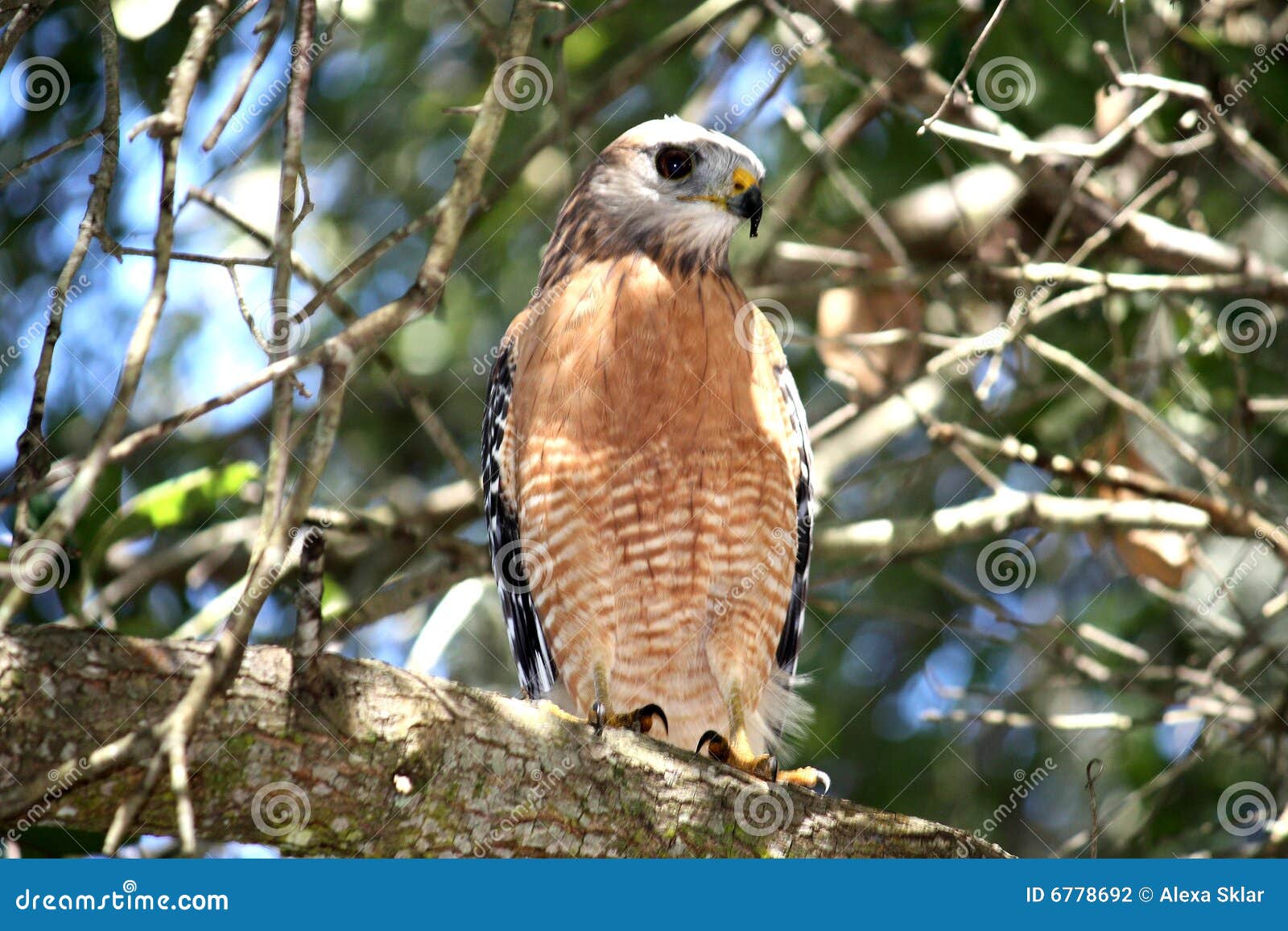 Hawk perched in a tree stock photo. Image of wildlife - 6778692