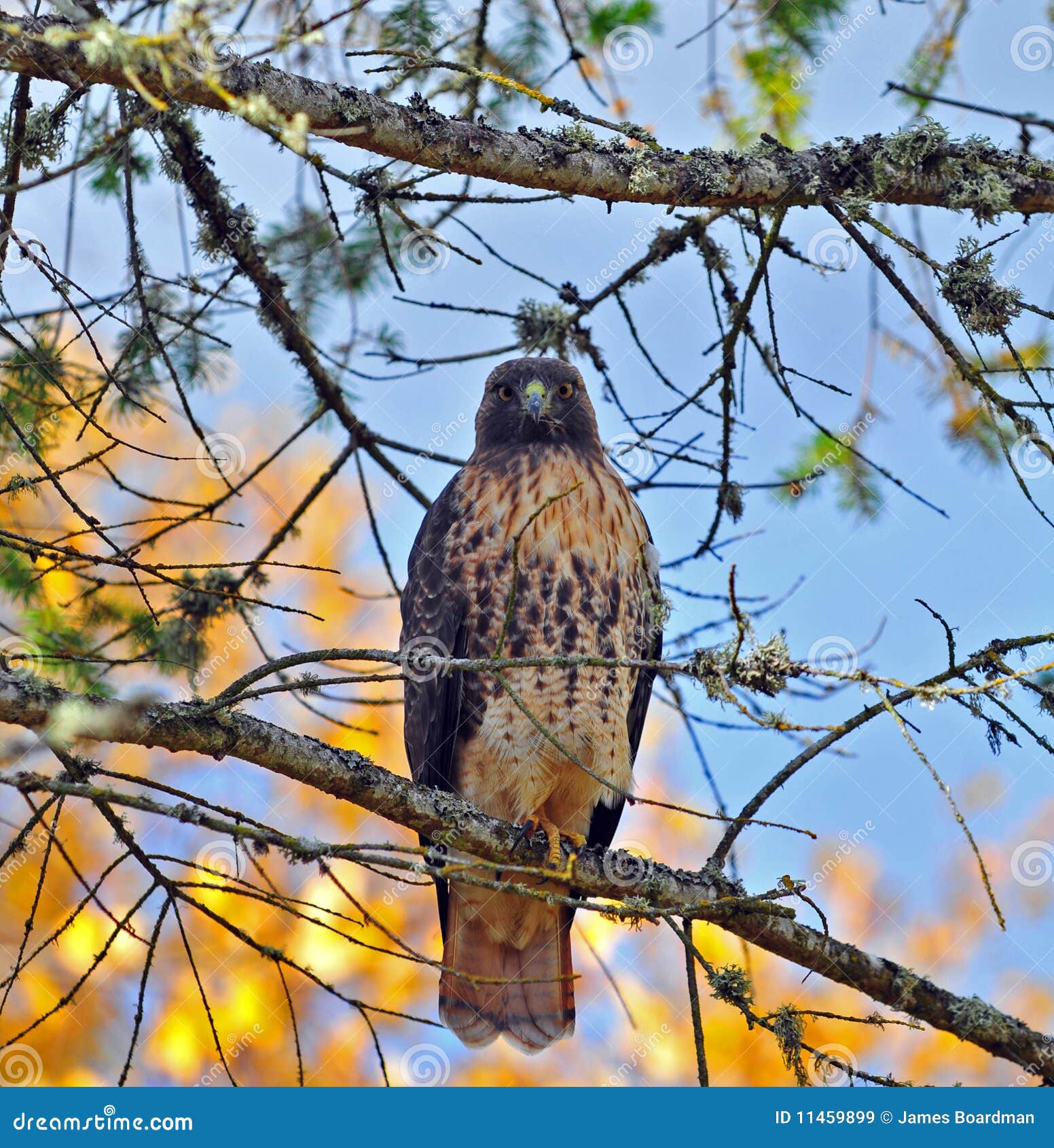 Hawk Perched in a Tree with Autumn Colors. Stock Image - Image of ...