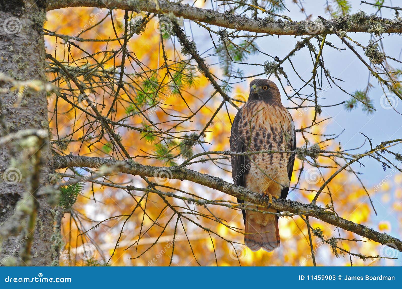 Hawk Perched in a Tree with Autumn Colors. Stock Image - Image of wings ...