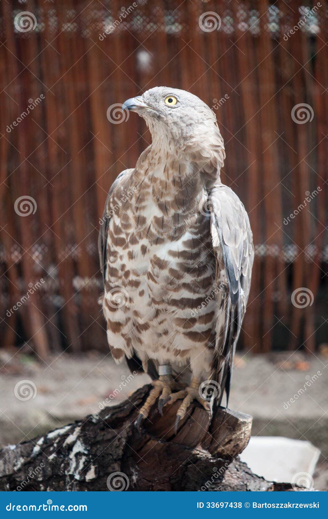 Hawk Perched on a Tree Limb Stock Photo - Image of popular, kites: 33697438
