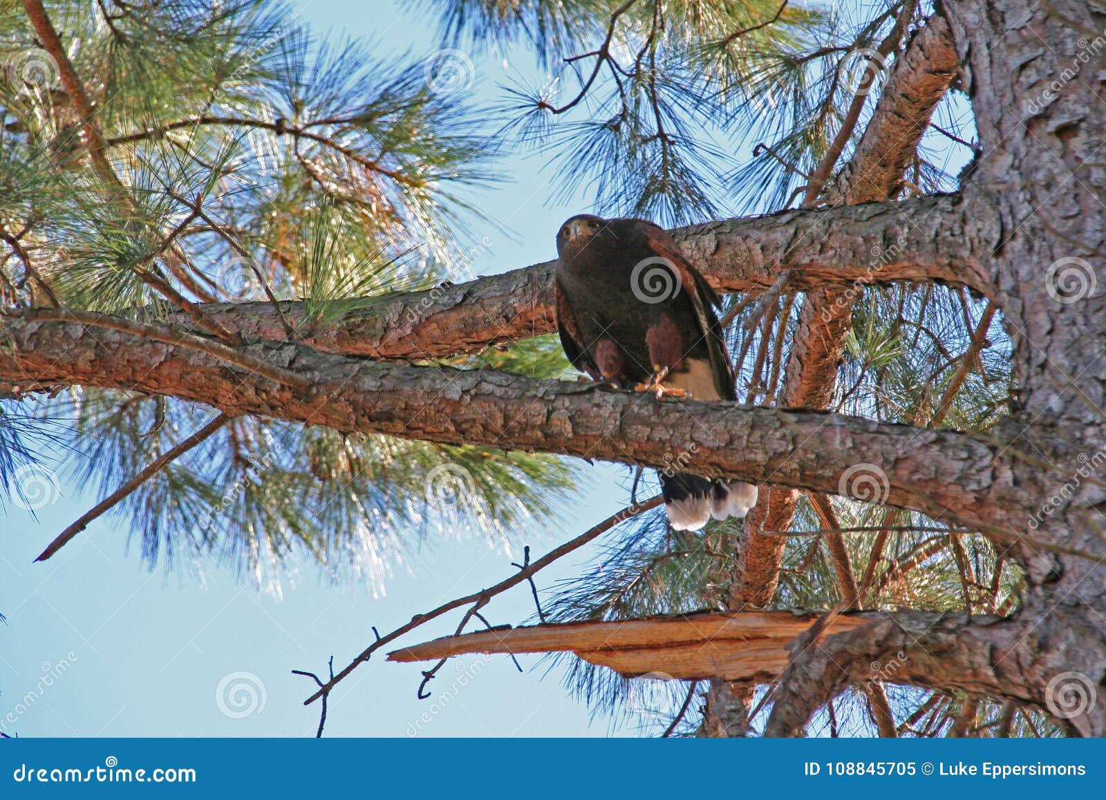 Hawk Perched on a Tree Limb Stock Image - Image of hawk, feathers ...