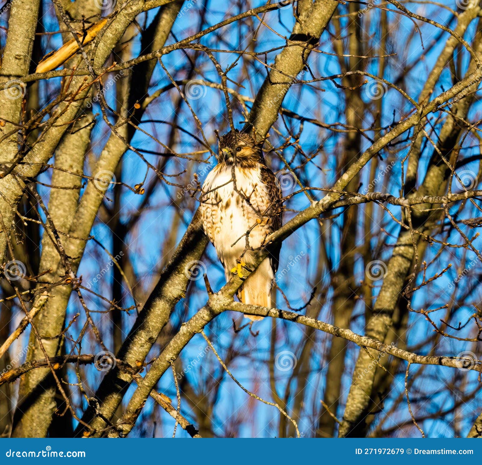 A Hawk Perches on the Branches of Trees in Front of a Blue Sky Stock ...