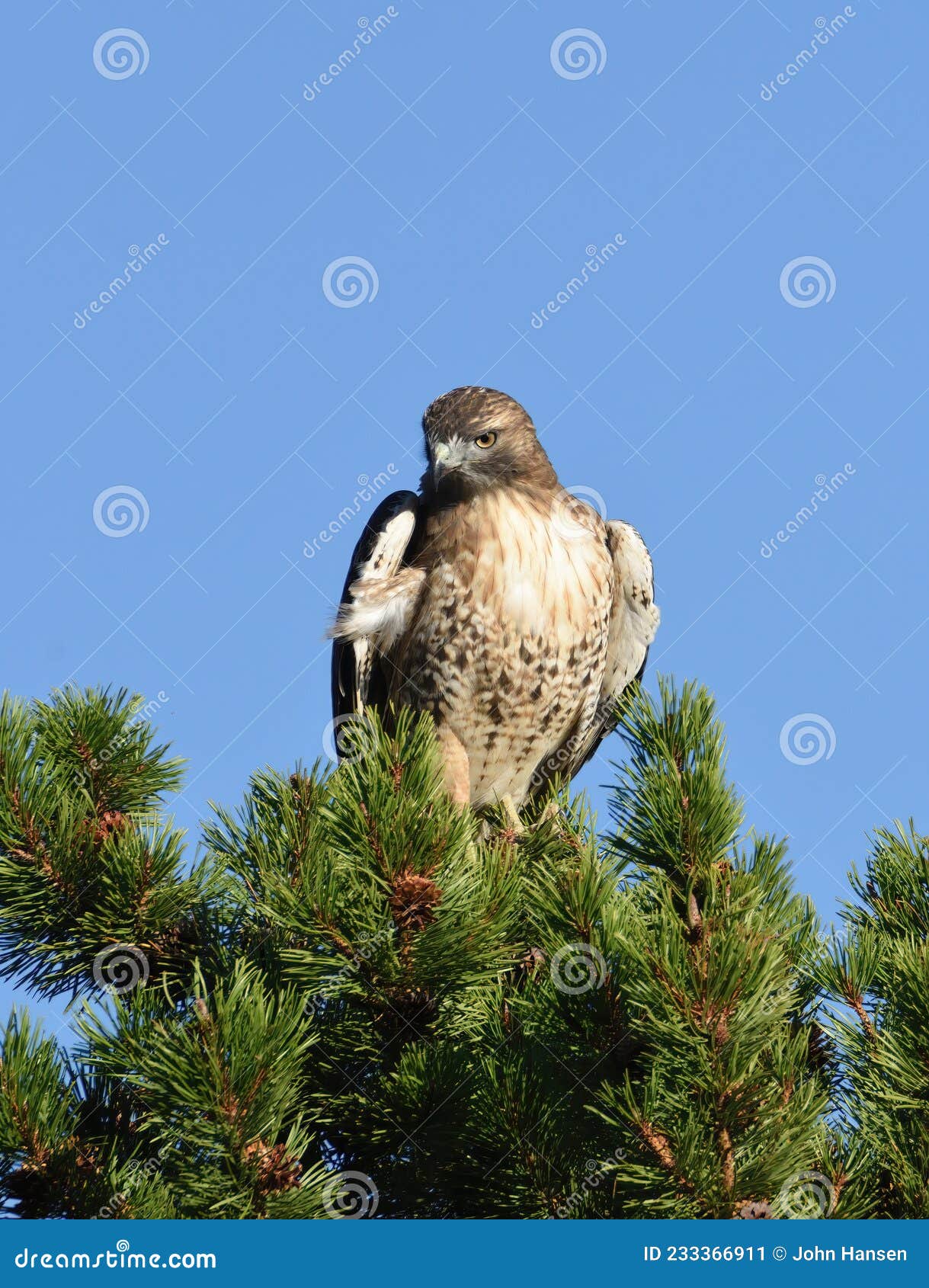 Hawk stare down stock image. Image of stare, staring - 233366911