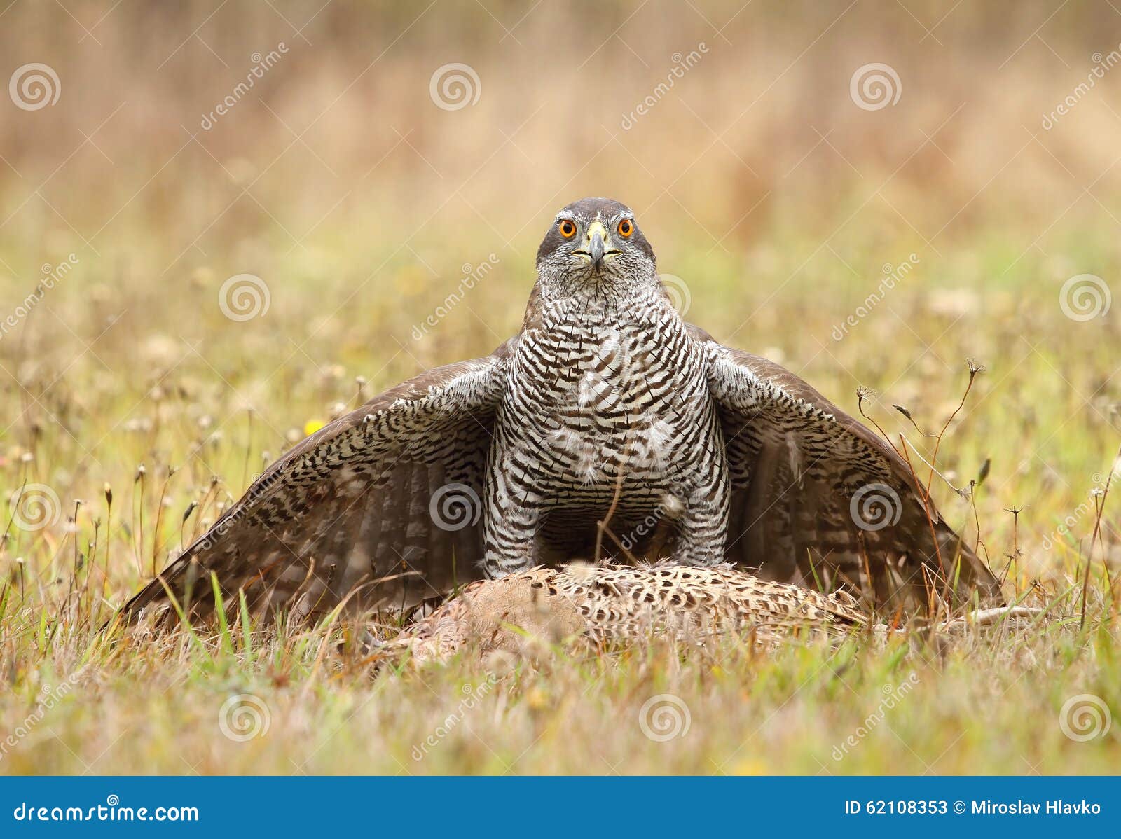 Hawk with pheasant female stock image. Image of prey - 62108353