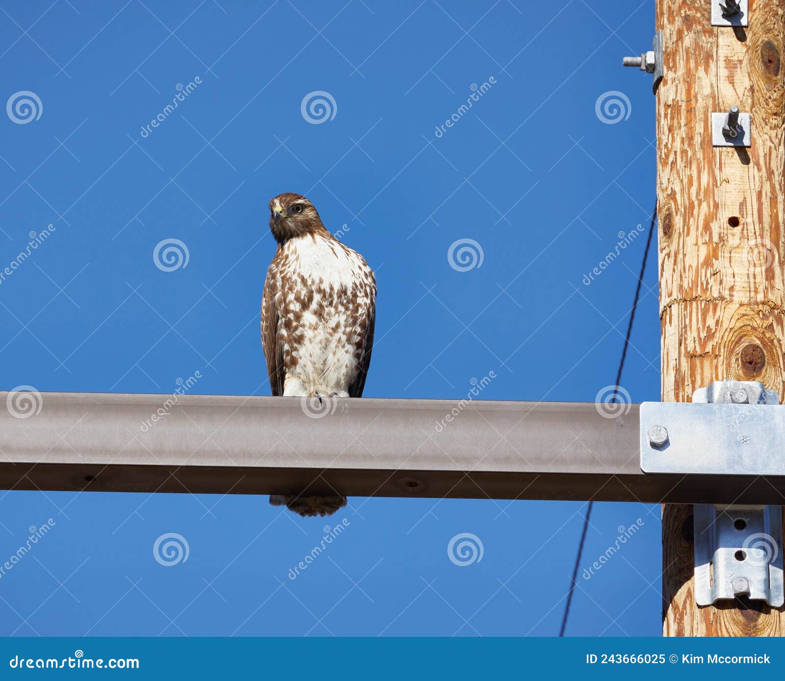 Hawk on a pole stock image. Image of hawknosed, blue - 243666025
