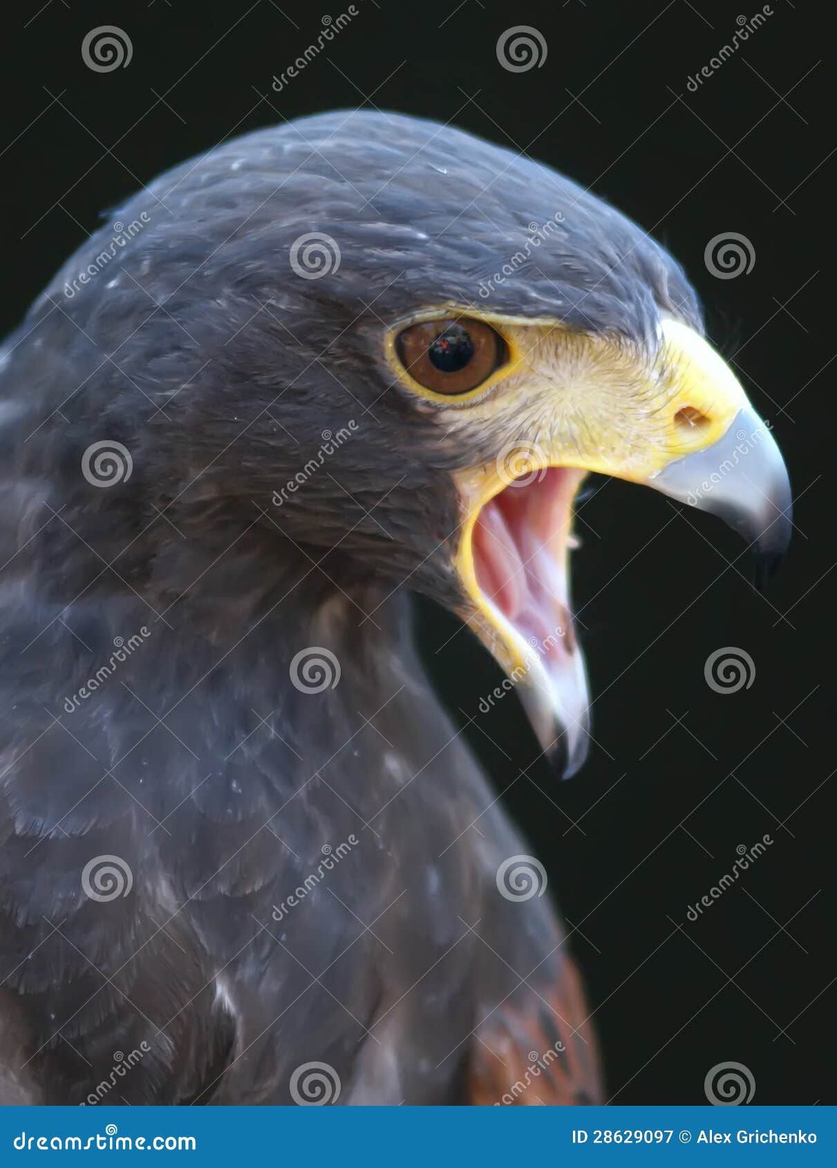 Hawk portrait stock image. Image of beak, closeup, eagle - 28629097