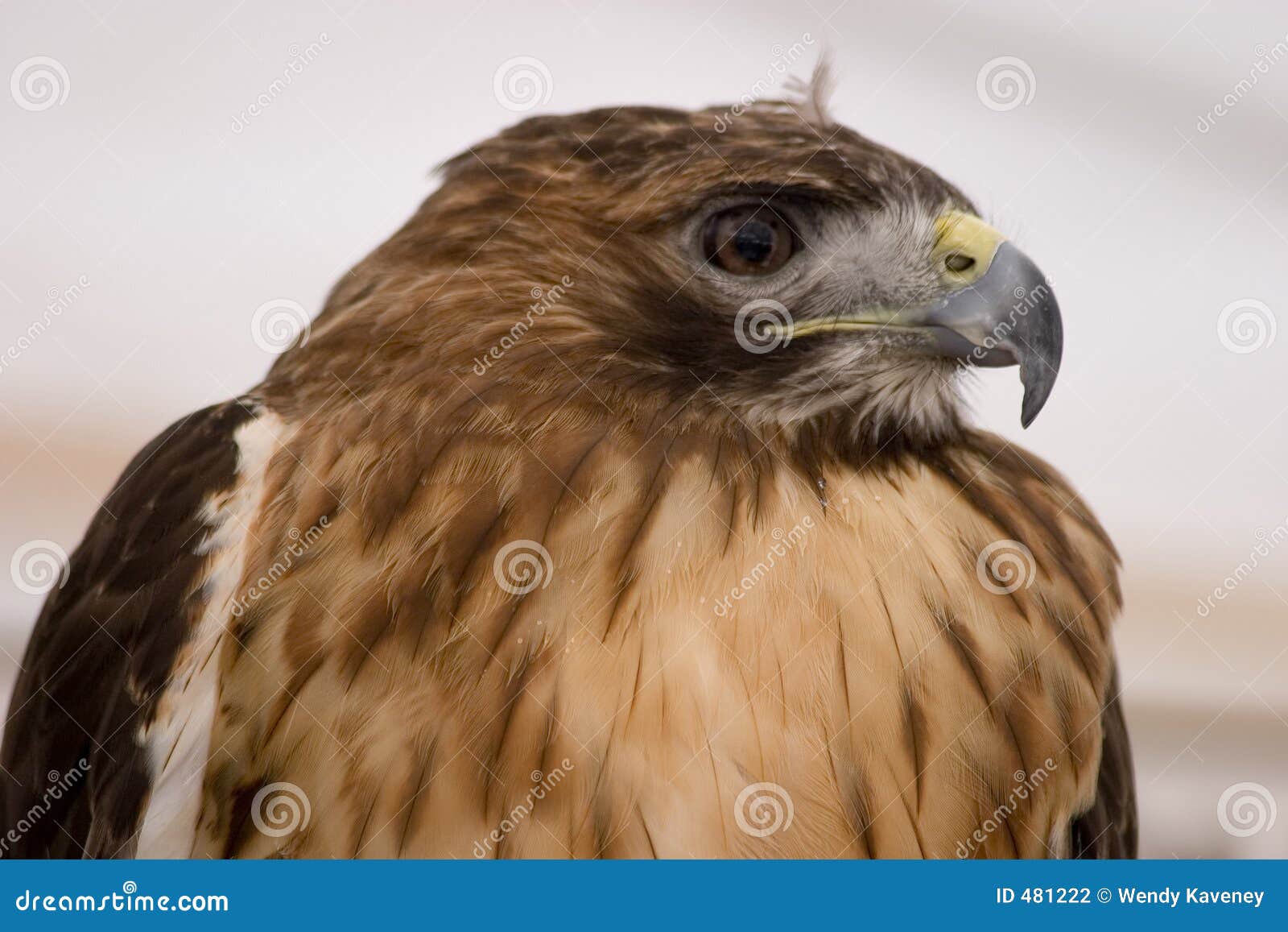 Hawk Portrait stock photo. Image of tailed, beak, bird - 481222
