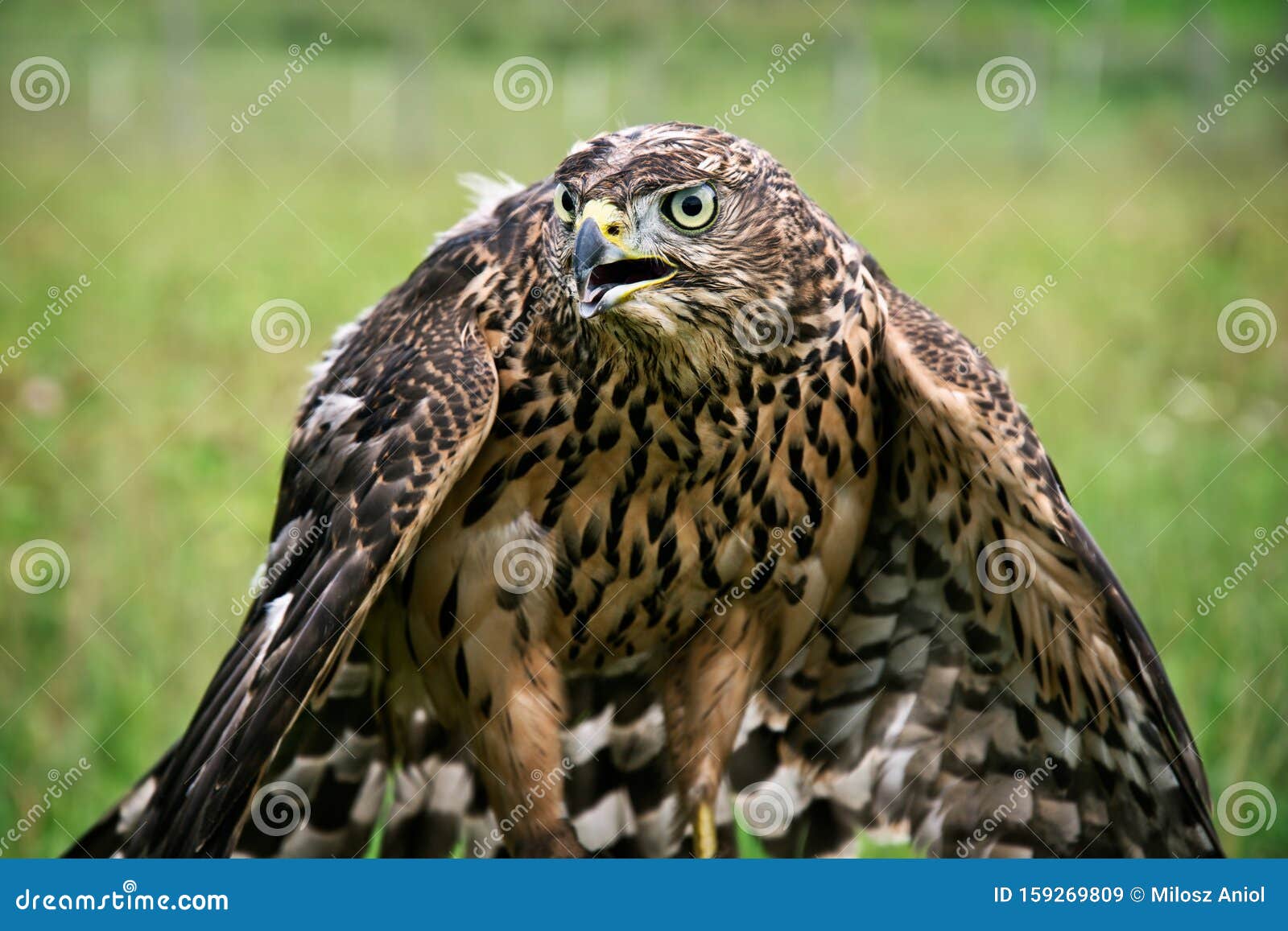 Hawk portrait stock image. Image of fauna, head, animal - 159269809