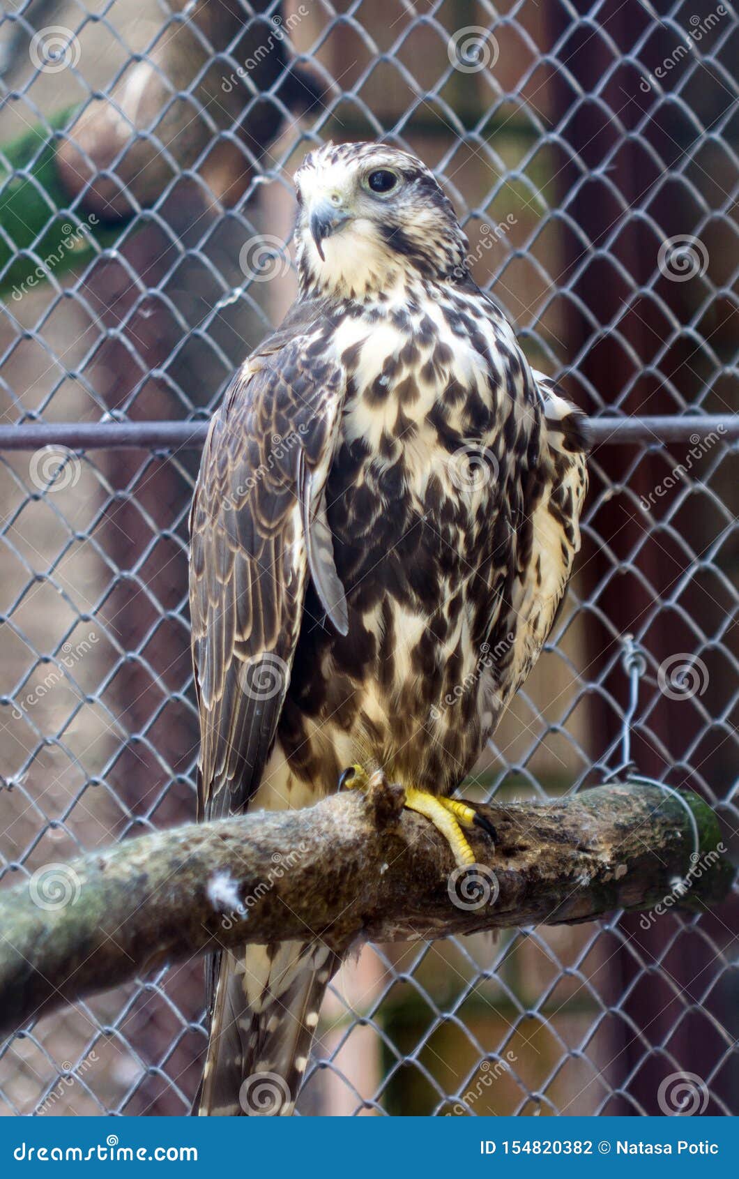 Hawk portrait in cage stock photo. Image of landing - 154820382