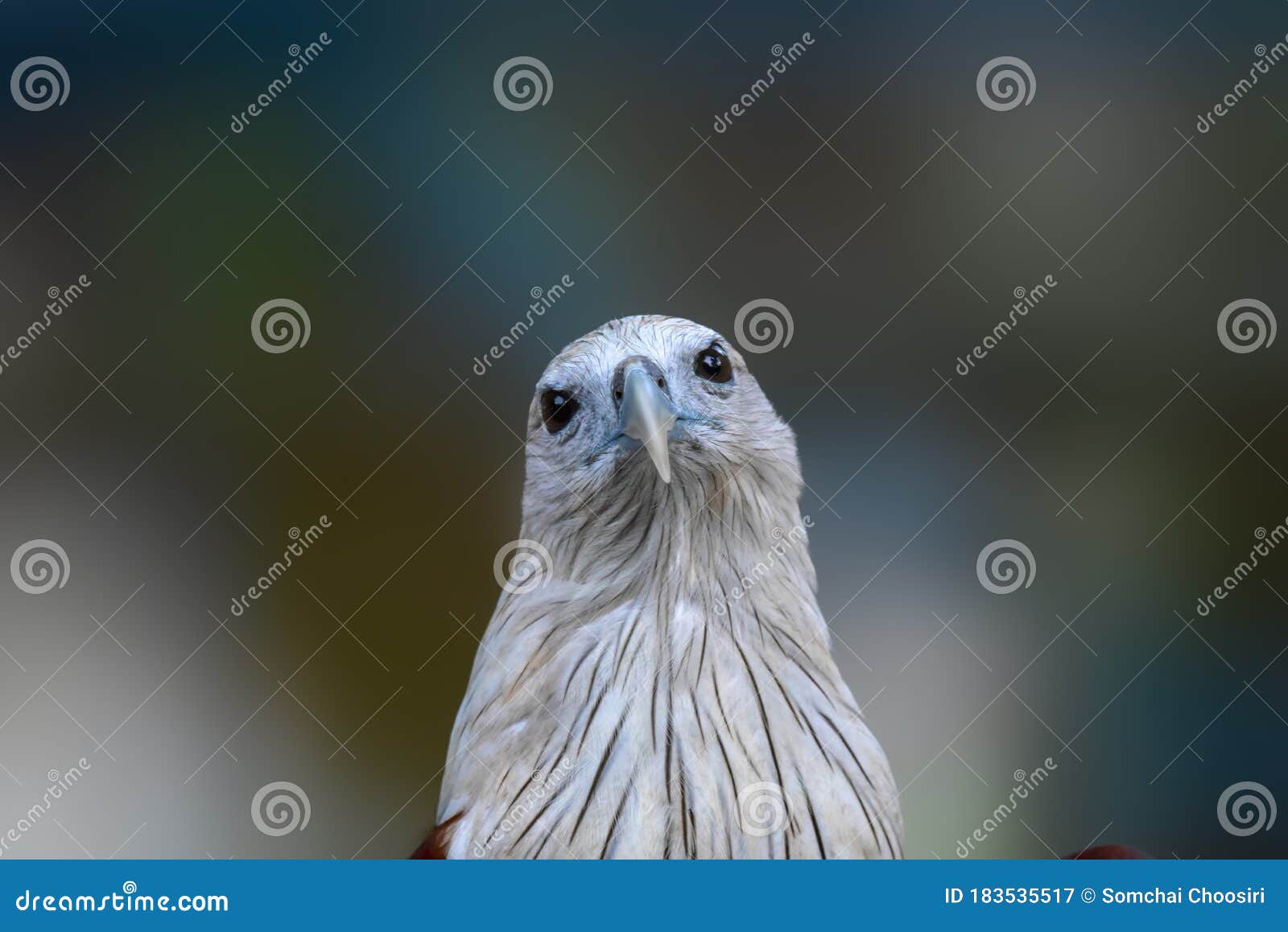 Hawk Portrait, Hawk Eyes View Stock Image - Image of feather, color ...