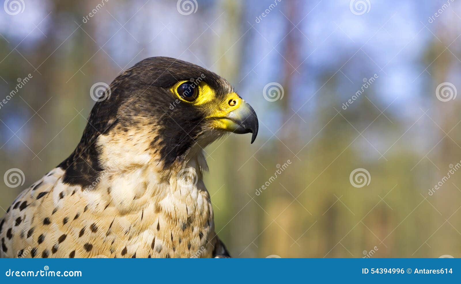 Hawk stock photo. Image of carnivore, predator, portrait - 54394996